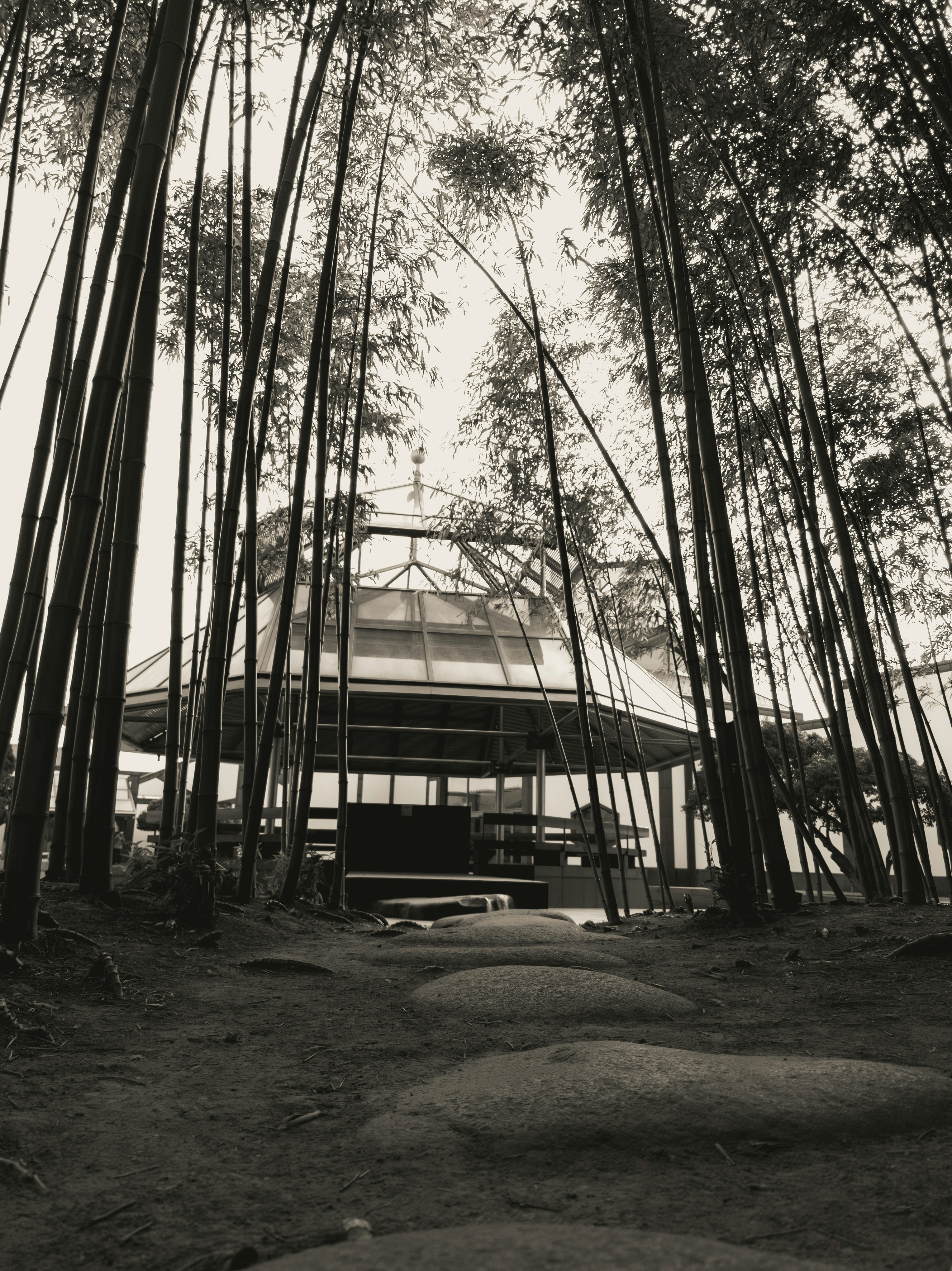 A stone path leading through a bamboo grove toward a glass pavilion
