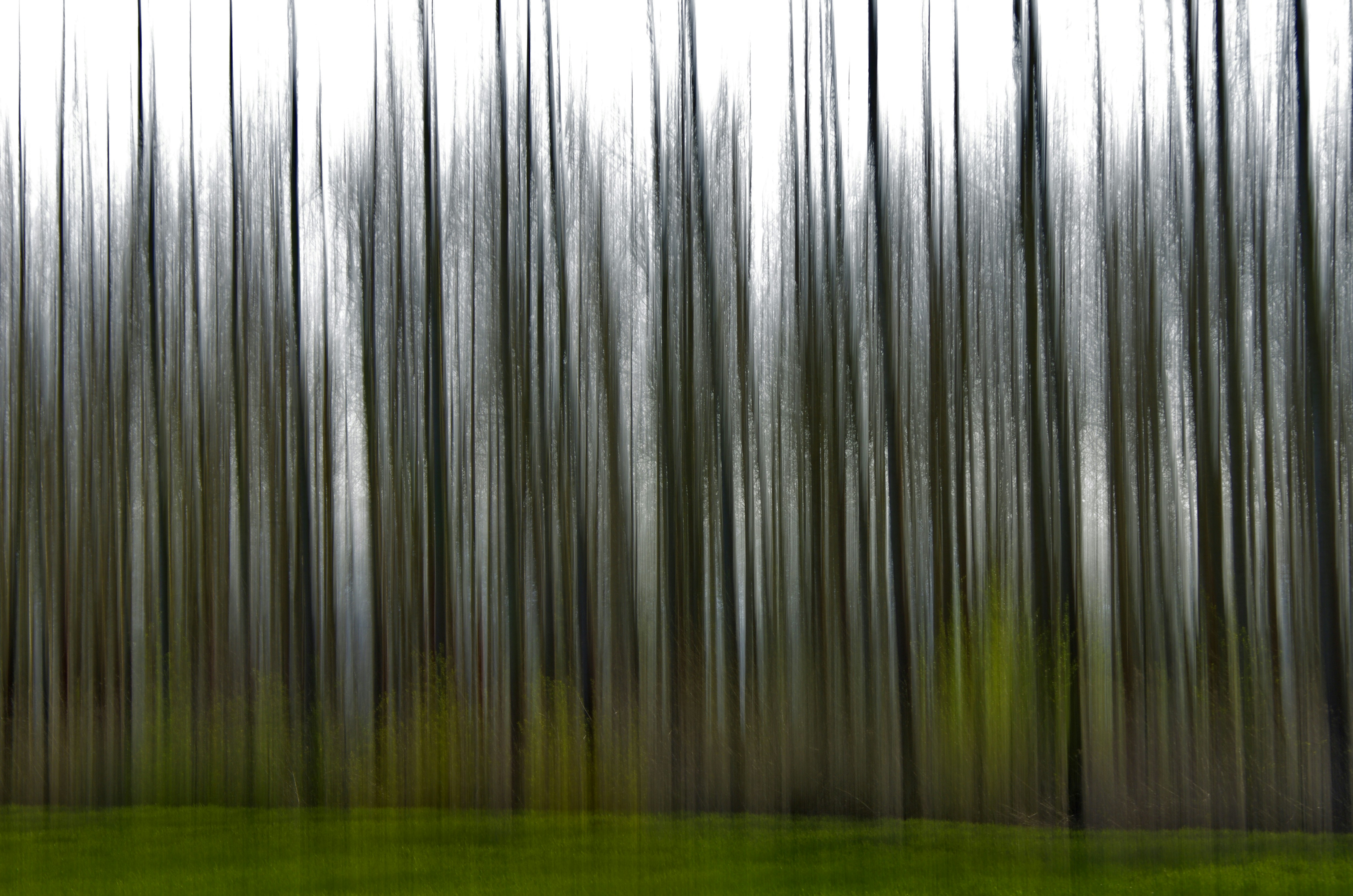 Blurred Conifer Curtain Over a Quiet Green Field