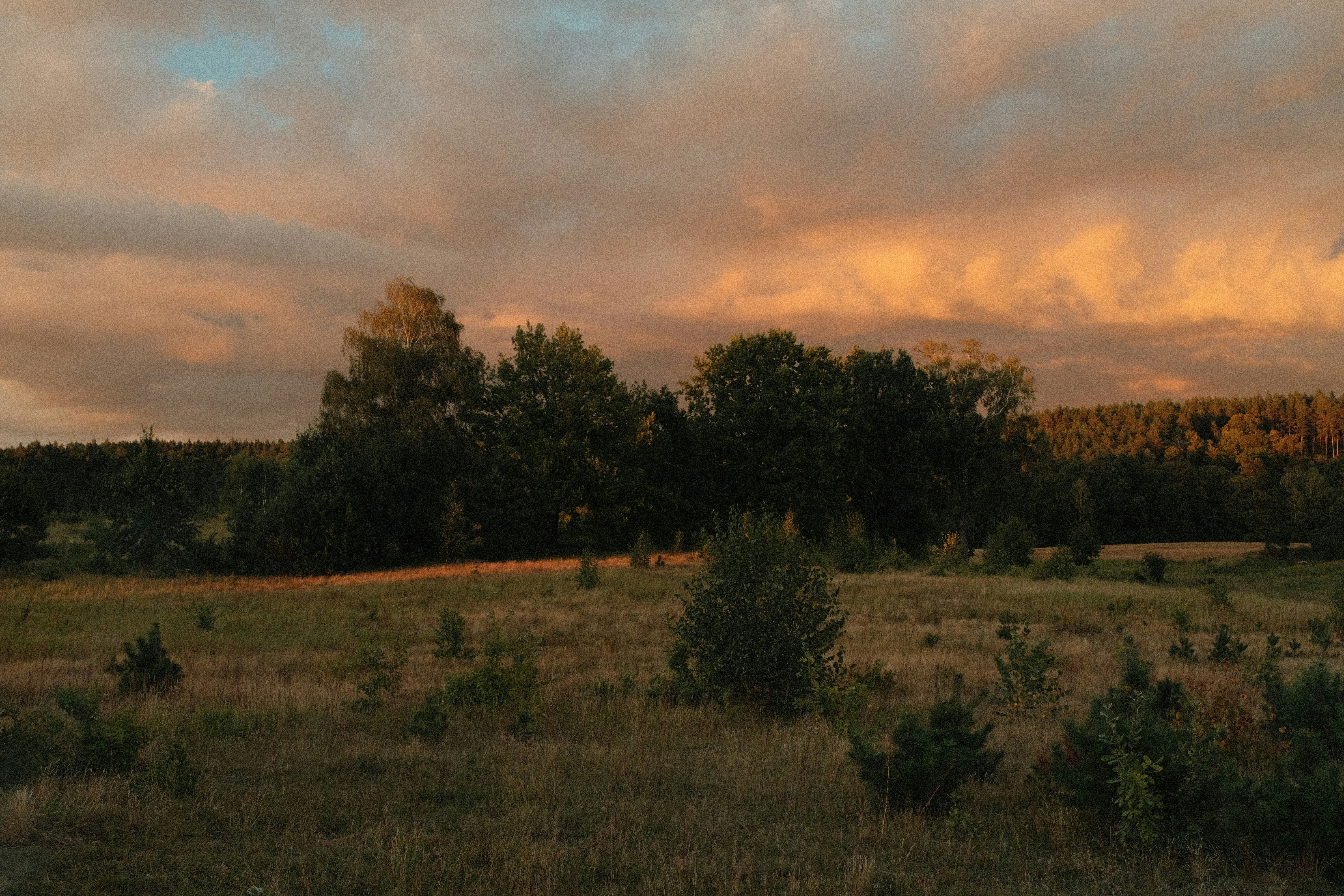 Golden Hour Over a Quiet Grassland