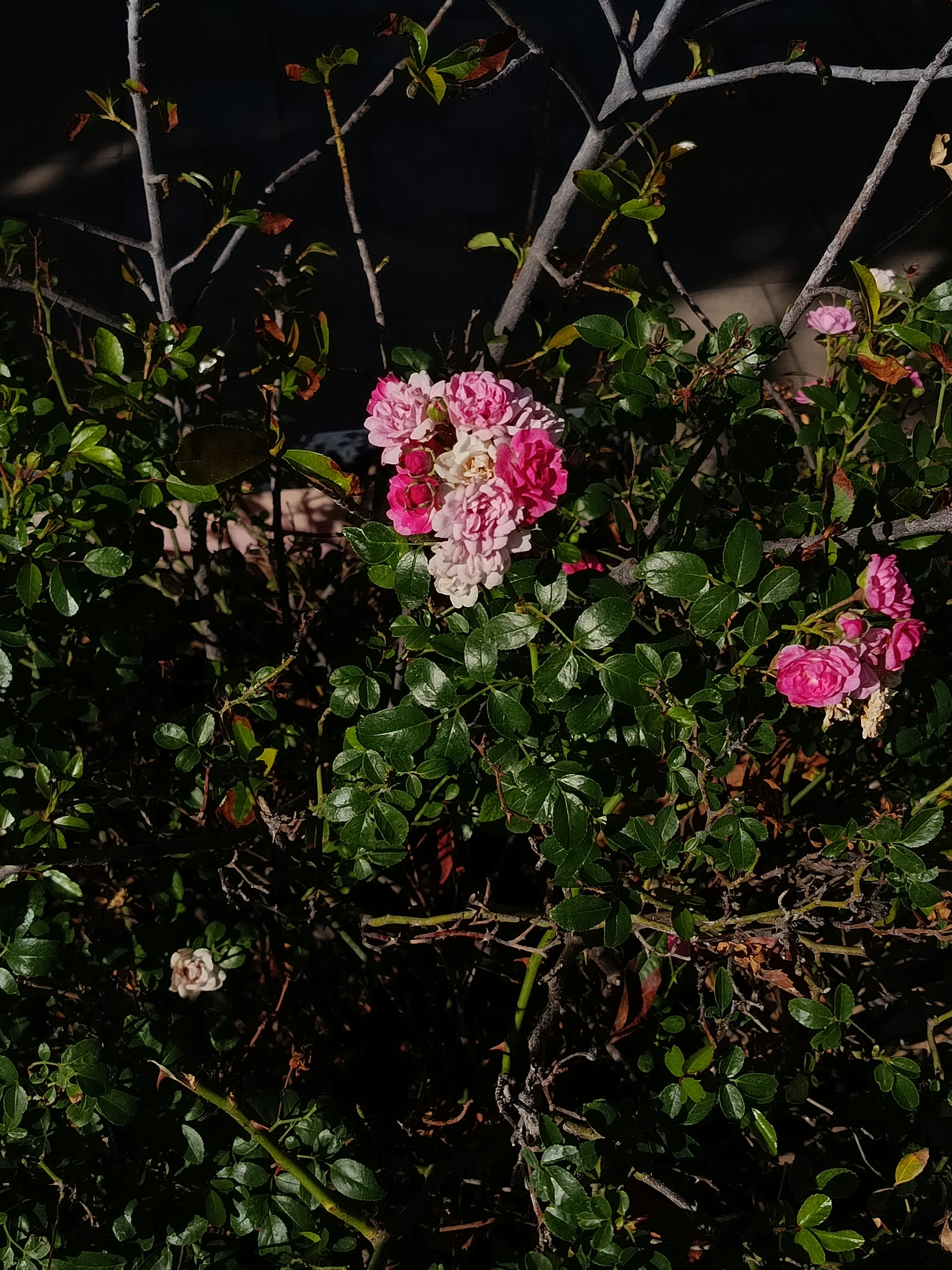 Pink Florals in Dappled Night: A Quiet Bush in Bloom