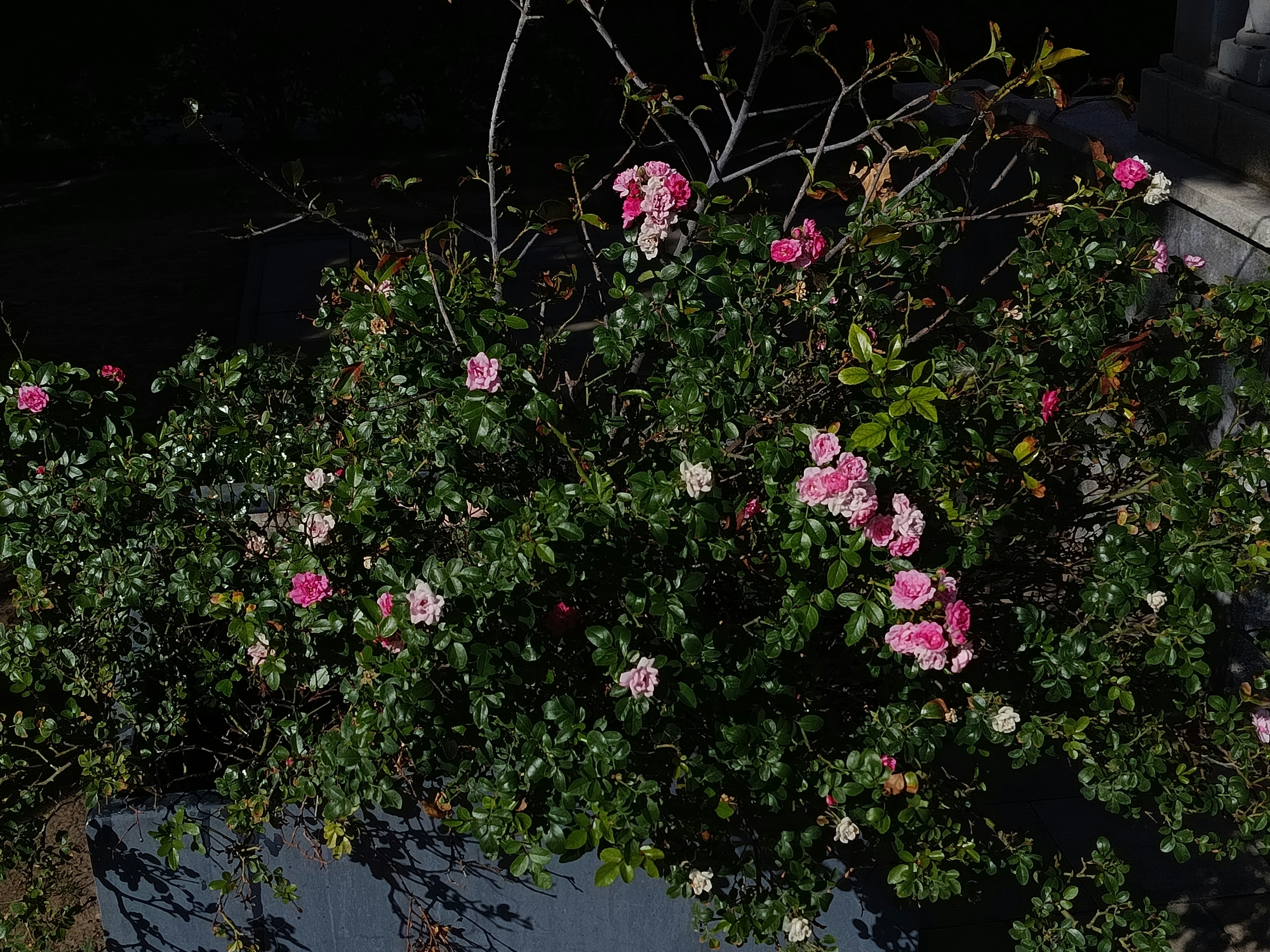 Twilight Blooms: A Quiet Pathway of Pink Roses