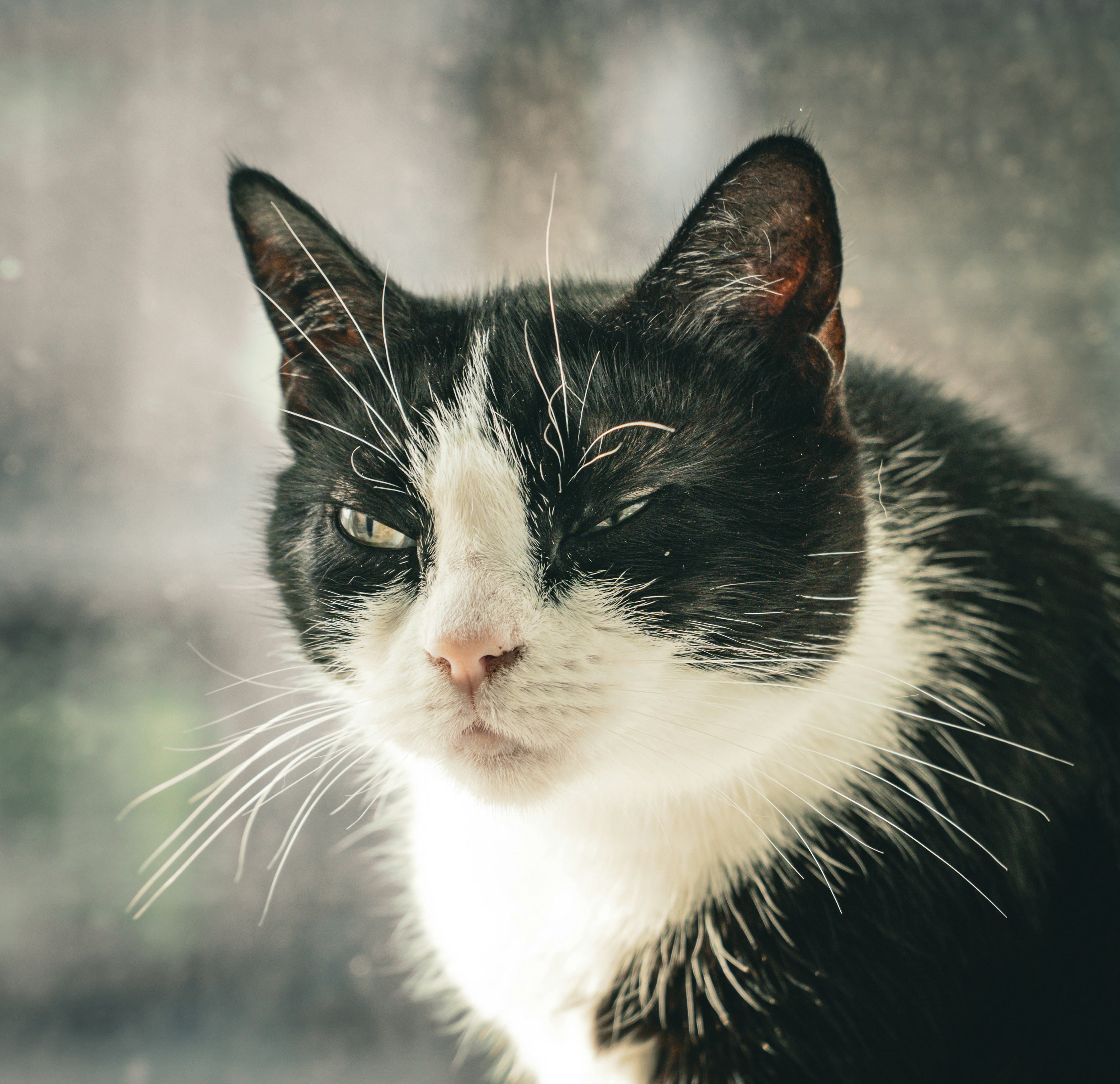 Half-Closed Gaze: A Cat’s Quiet Moment by the Window