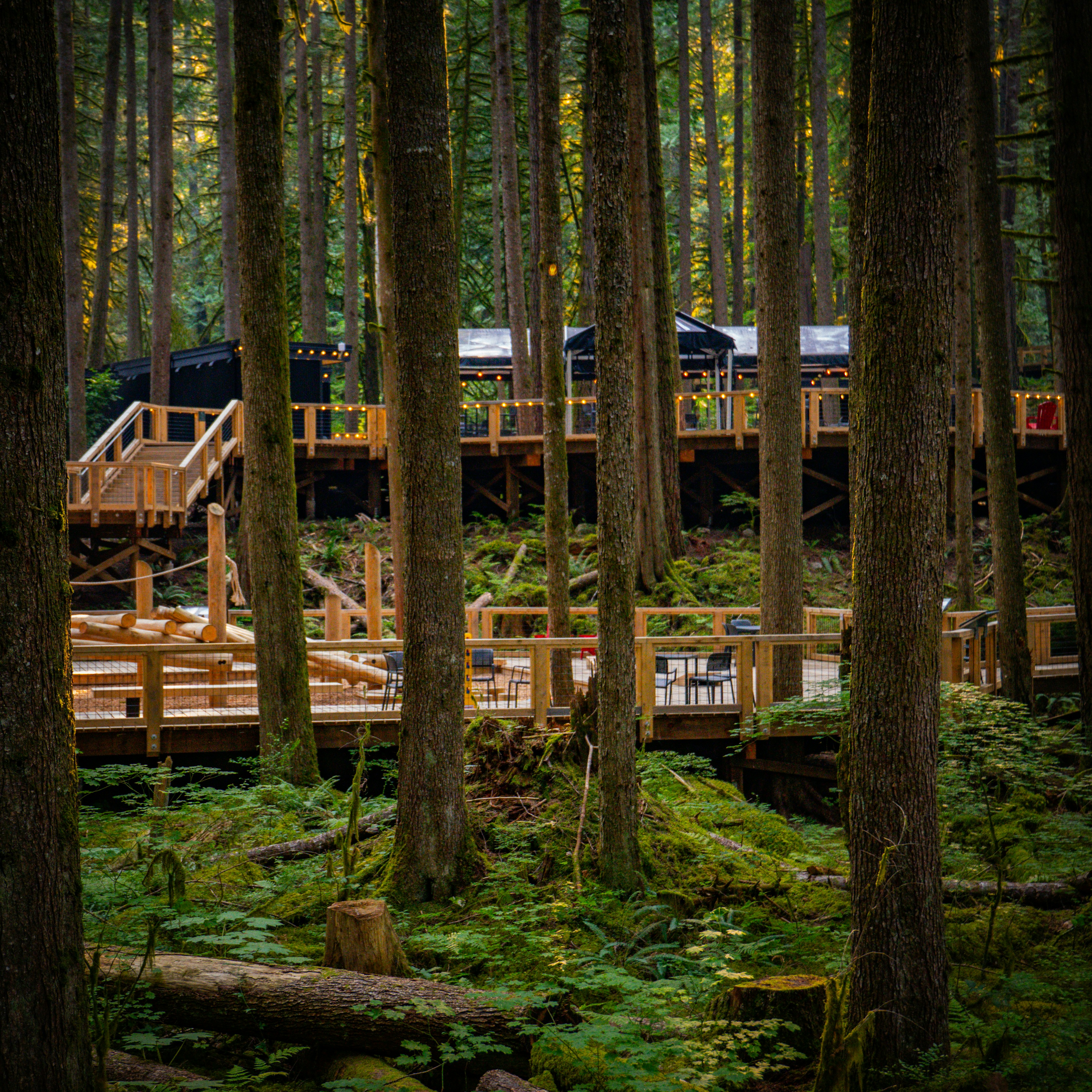 Forest Retreat on Stilts: A Wooden Oasis Among Tall Pines