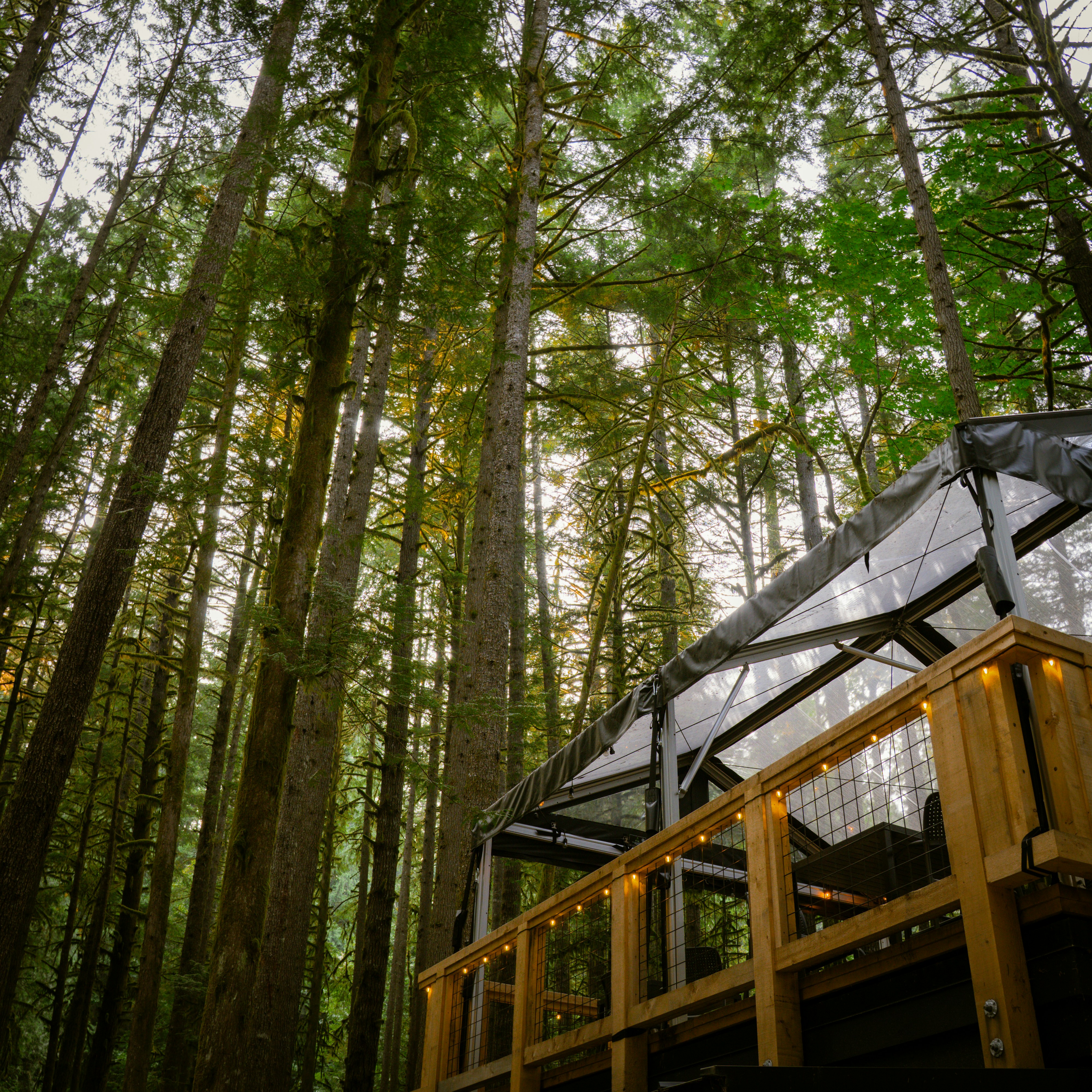 Glass Terrace Amid Tall Pines