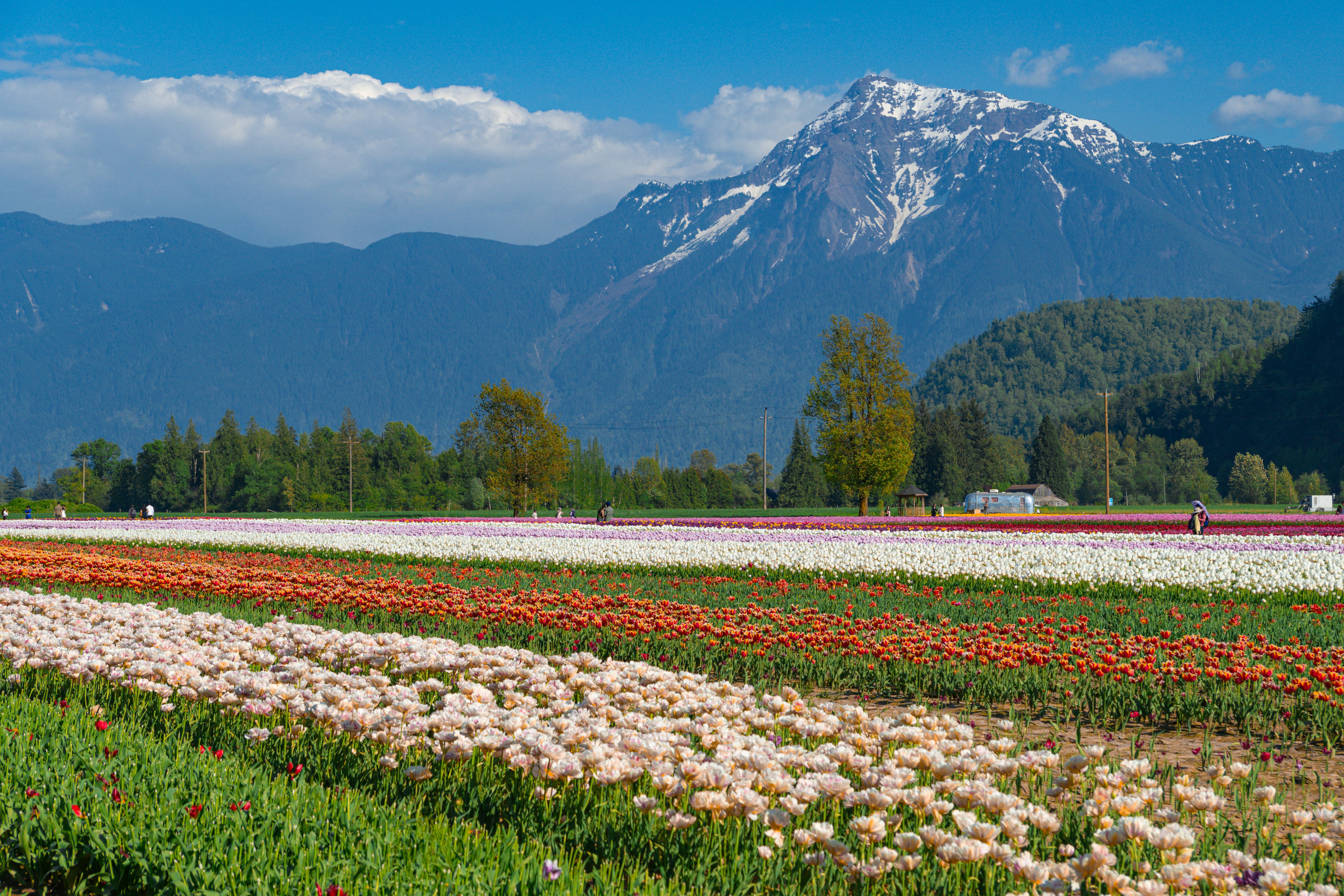 Fields of Color Under a Snowcap Ridge