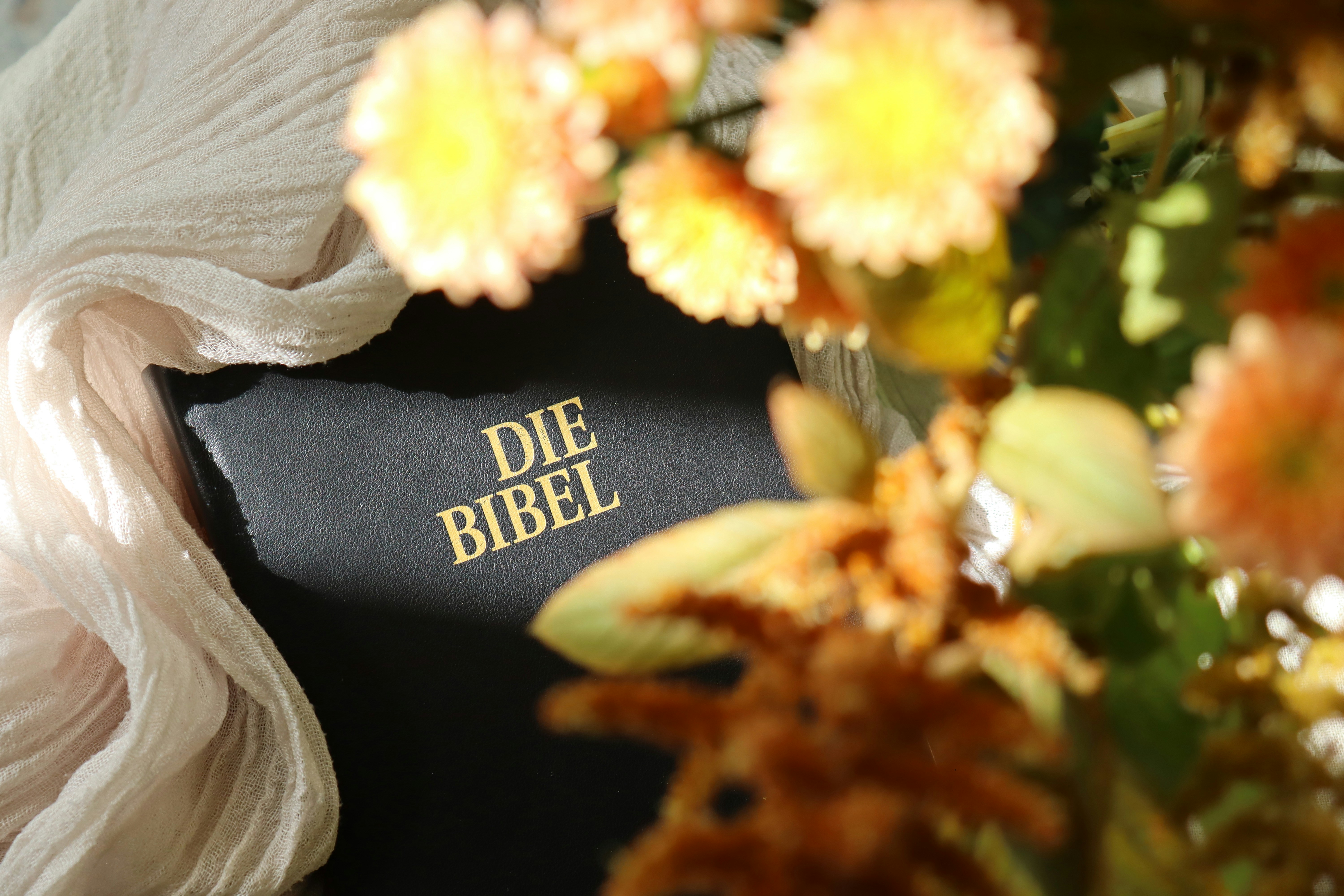 Dark Bible cover labeled 'DIE BIBEL' peeks through soft peach blossoms and sheer fabric in a warm floral vignette.