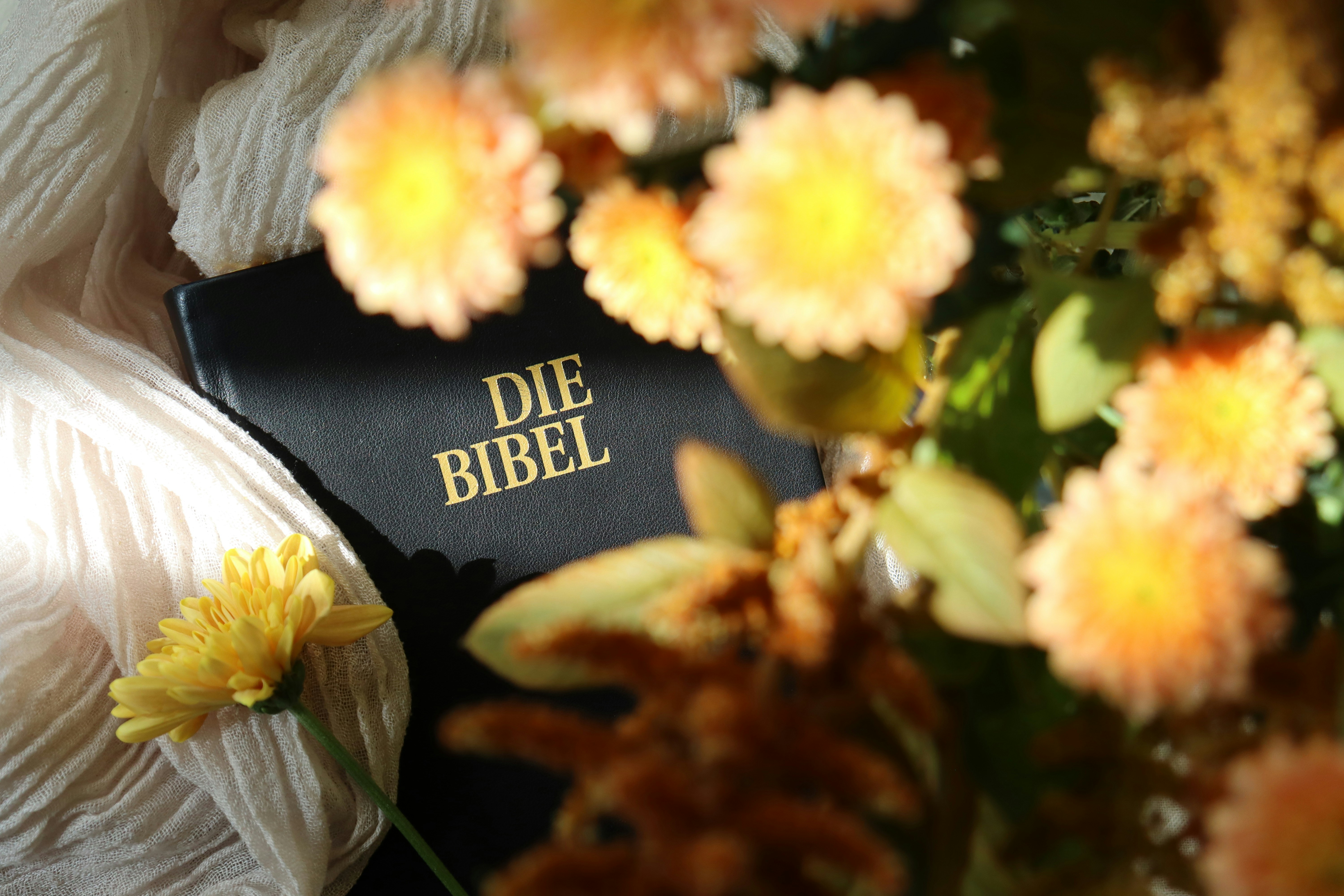 Petals of Quiet Faith: a Bible tucked among autumn blooms