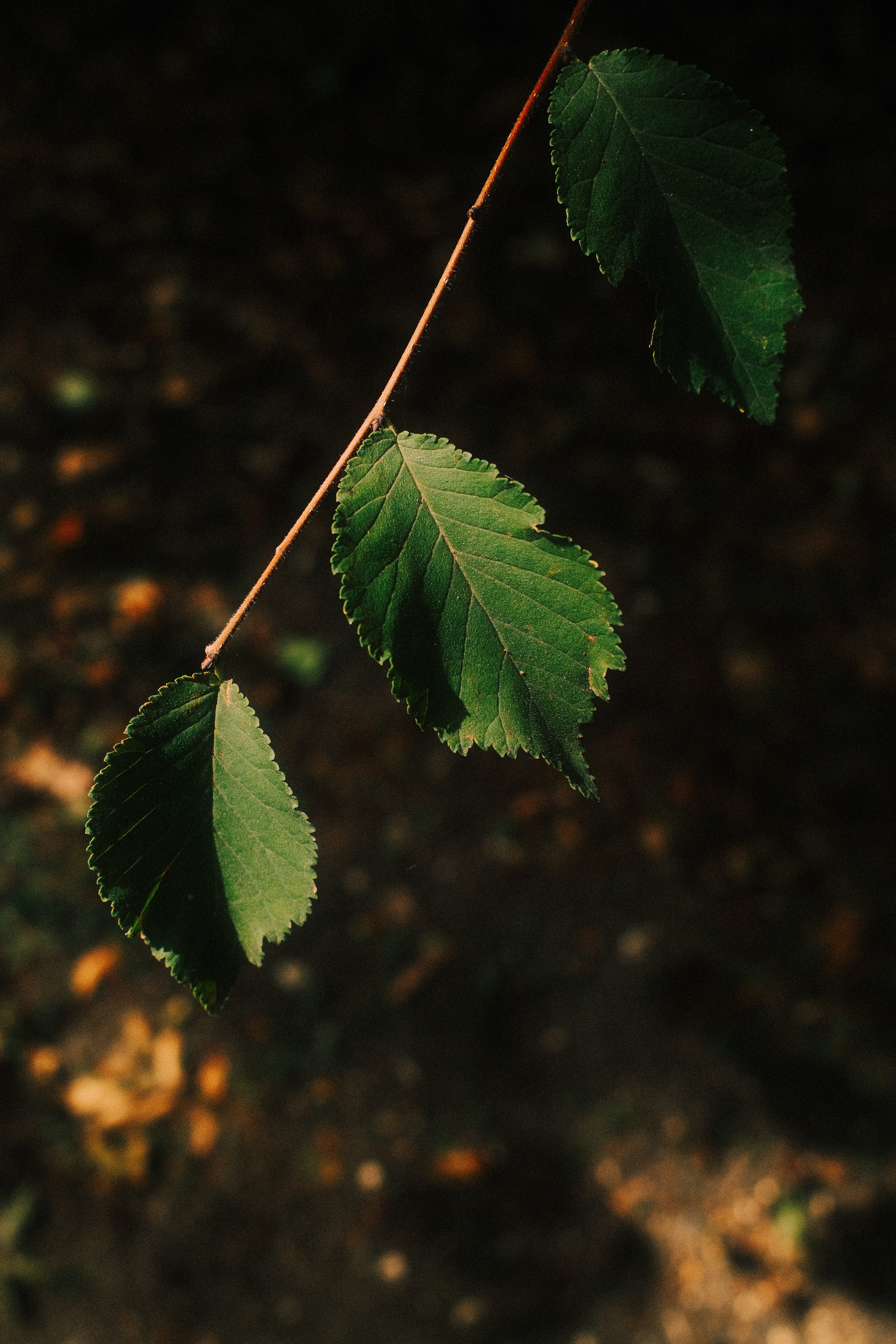 Whispering Leaves on a Sunlit Branch