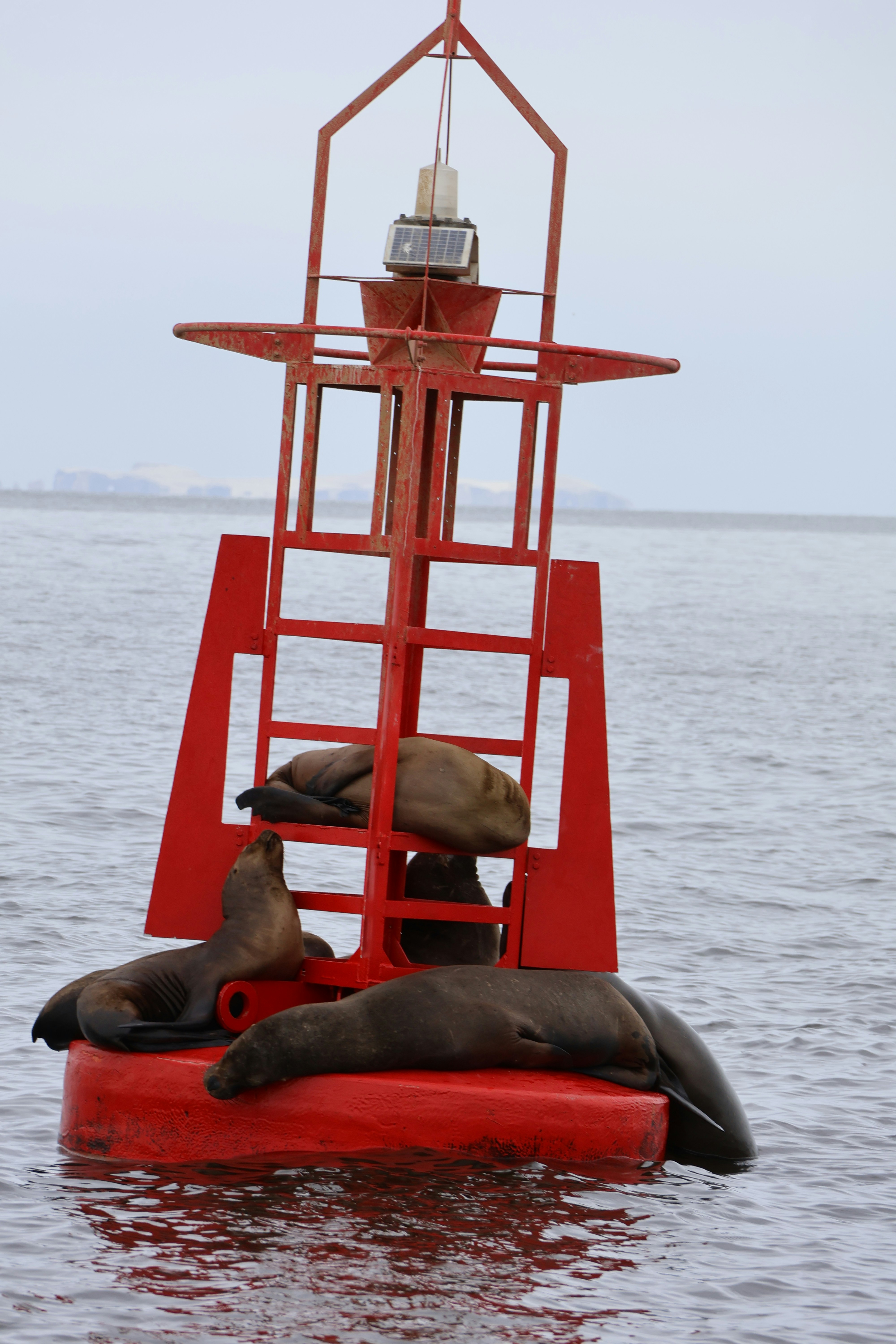Red buoy with resting sea lions under a pale sky