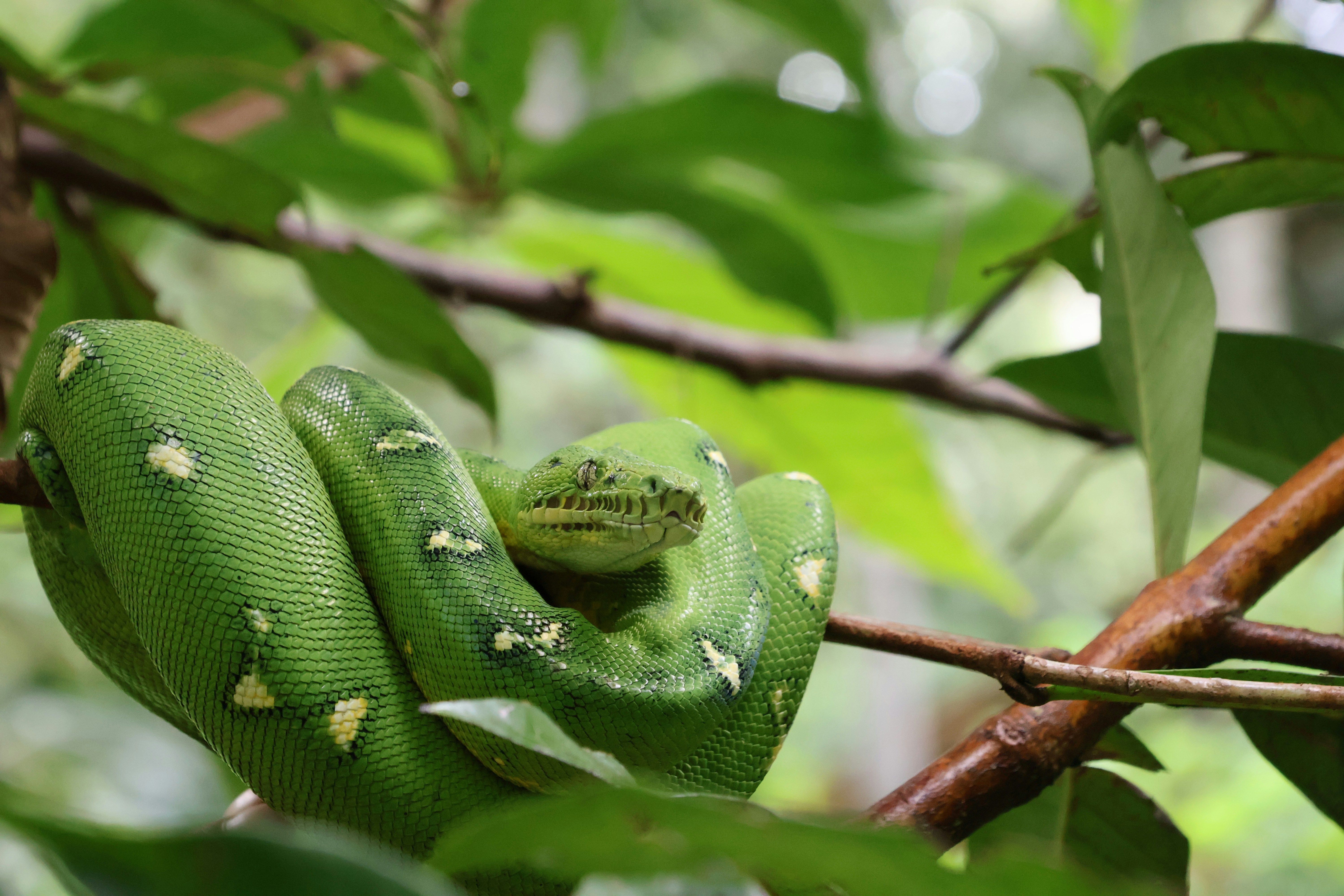 Emerald Coil: A Green Pit Viper Resting among Leaves