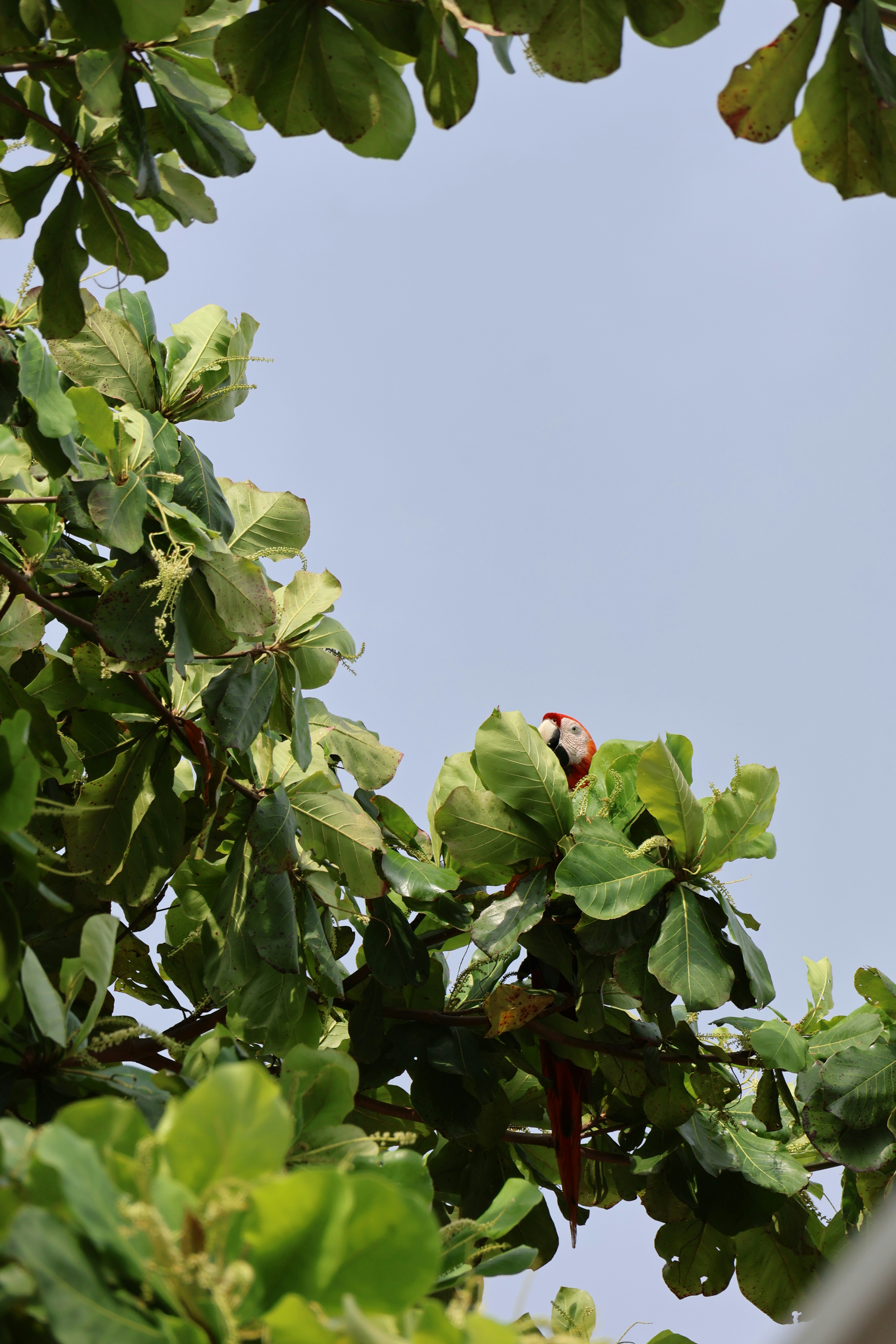 Hidden Red-Capped Visitor in the Canopy
