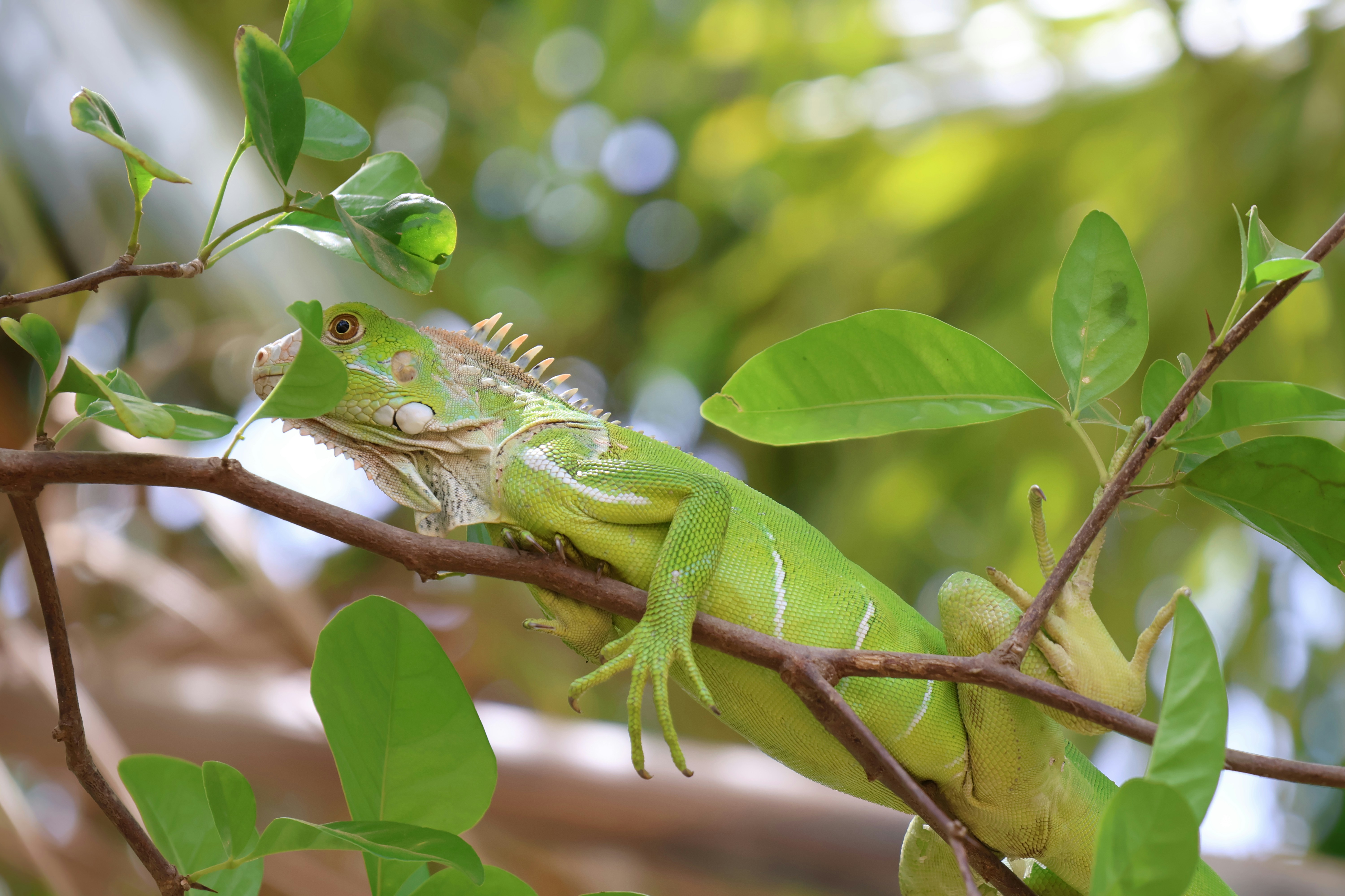 Emerald Anole in Quiet Perch