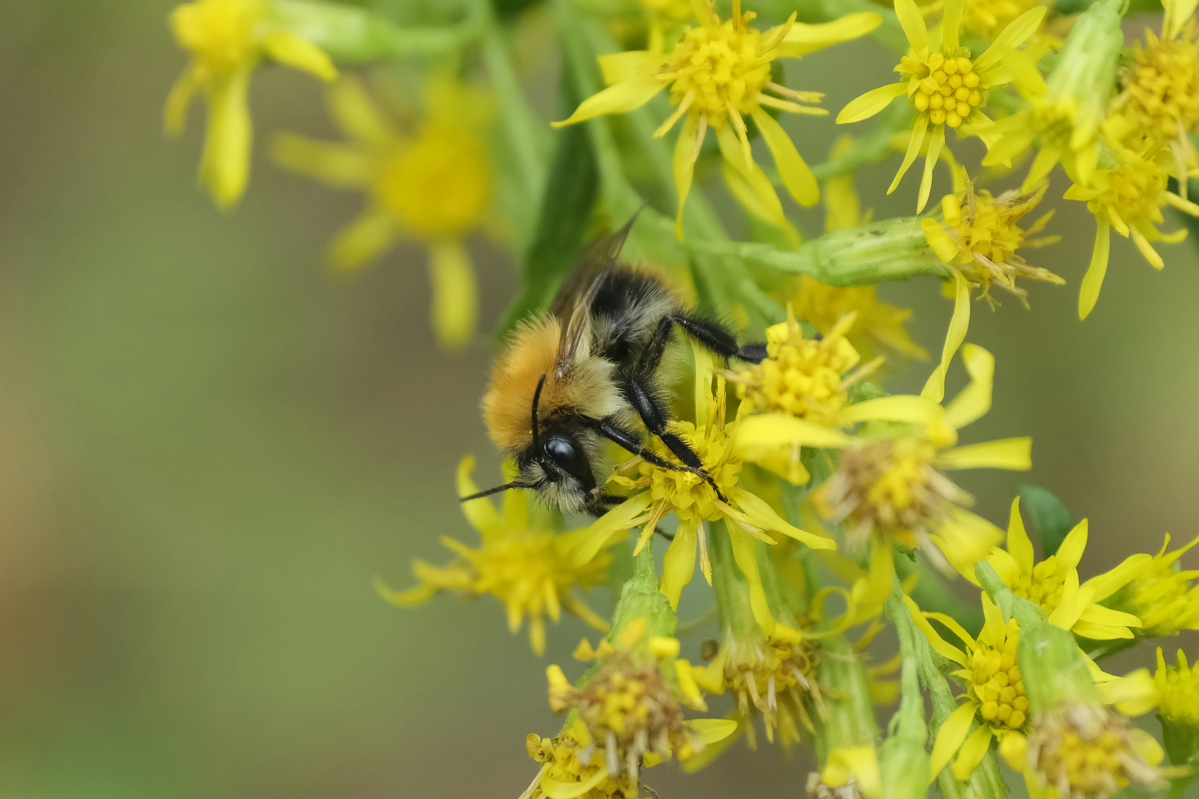 Busy Bee Among Golden Blooms