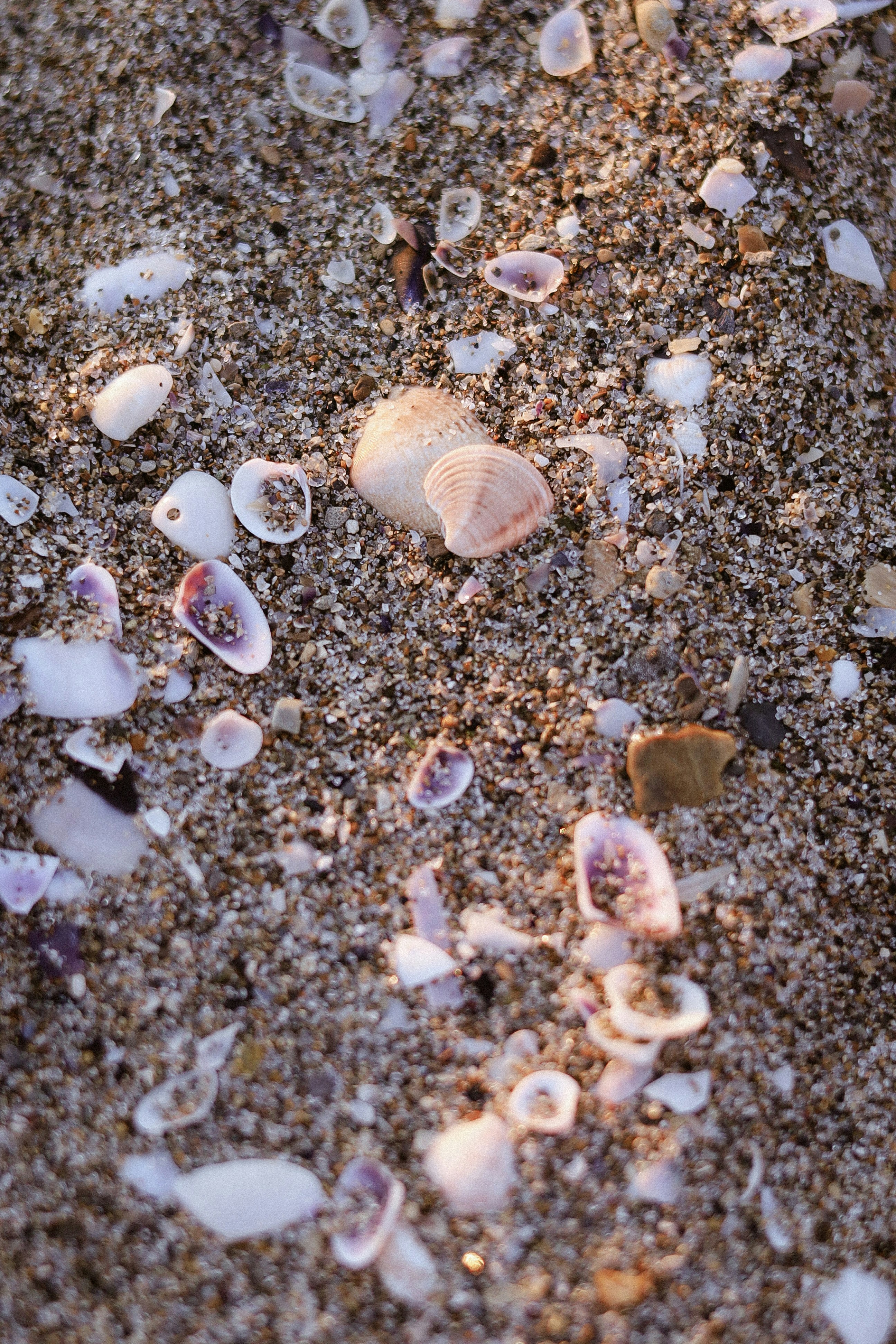 Shell mosaic on sunlit beach sand