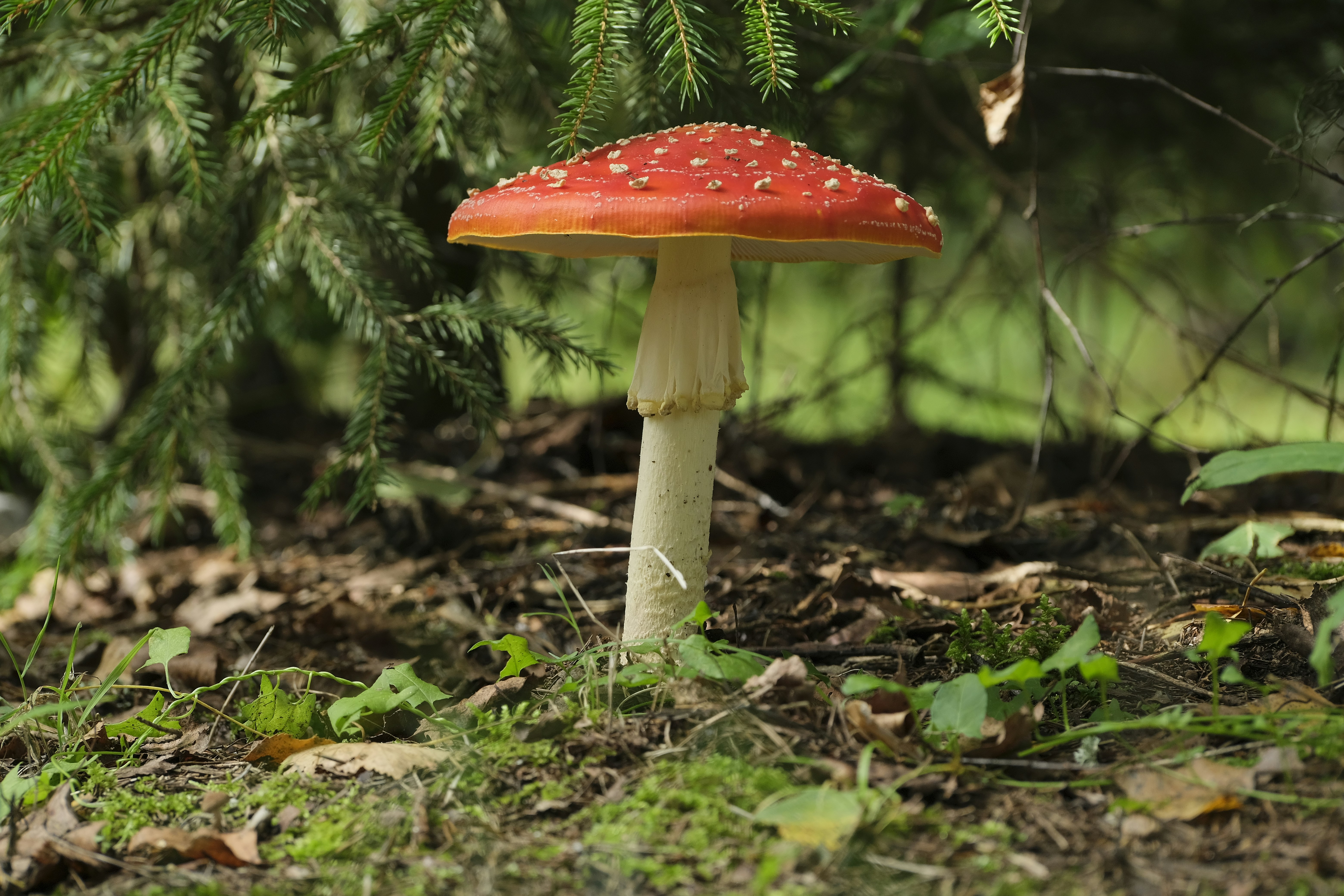 Red-capped Amanita Stands Central in a Quiet Forest Understory
