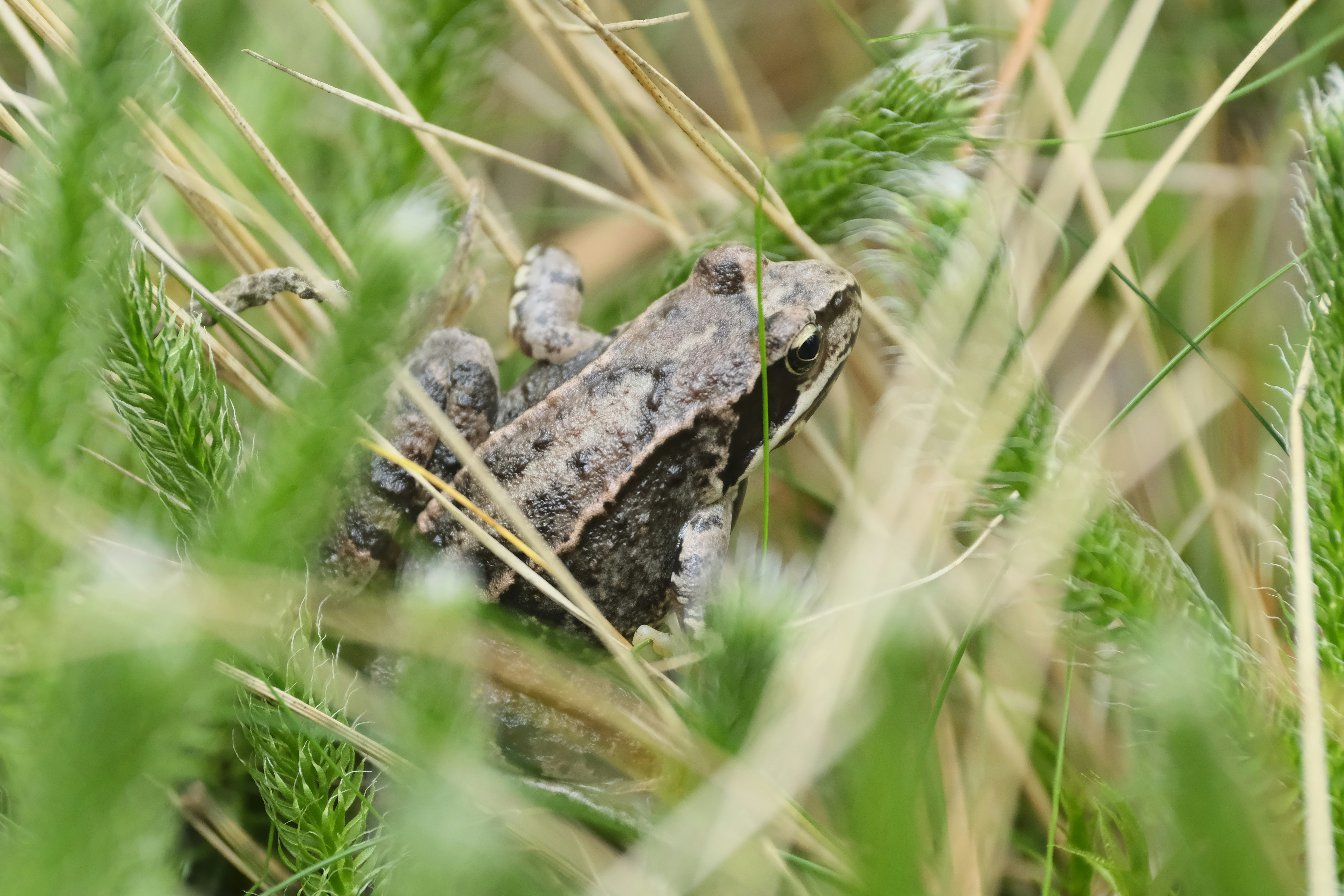 Camouflaged Frog Snare: A Hidden Amphibian Amid Grass and Seed Heads