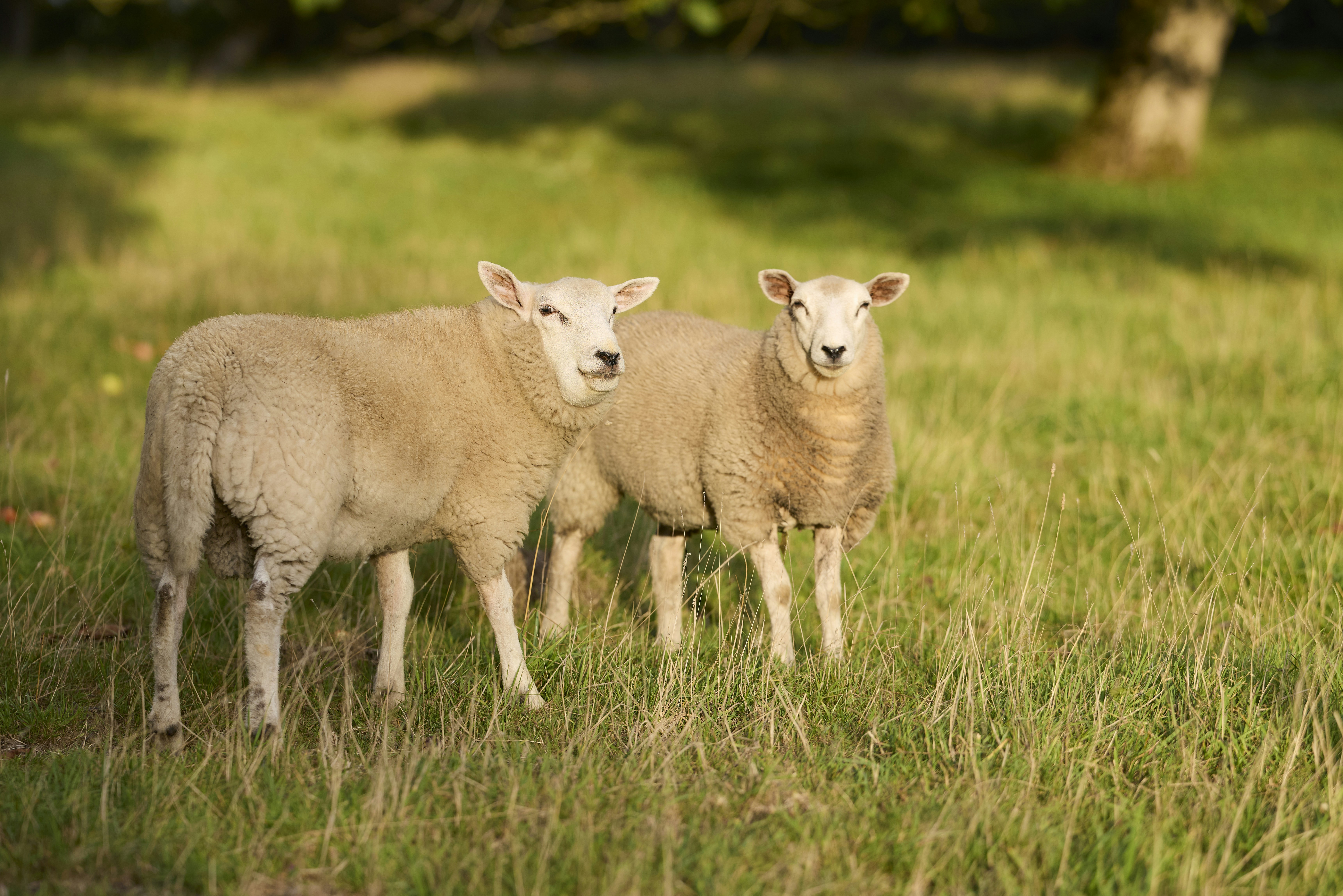 Twin Ewes in Sunlit Pasture