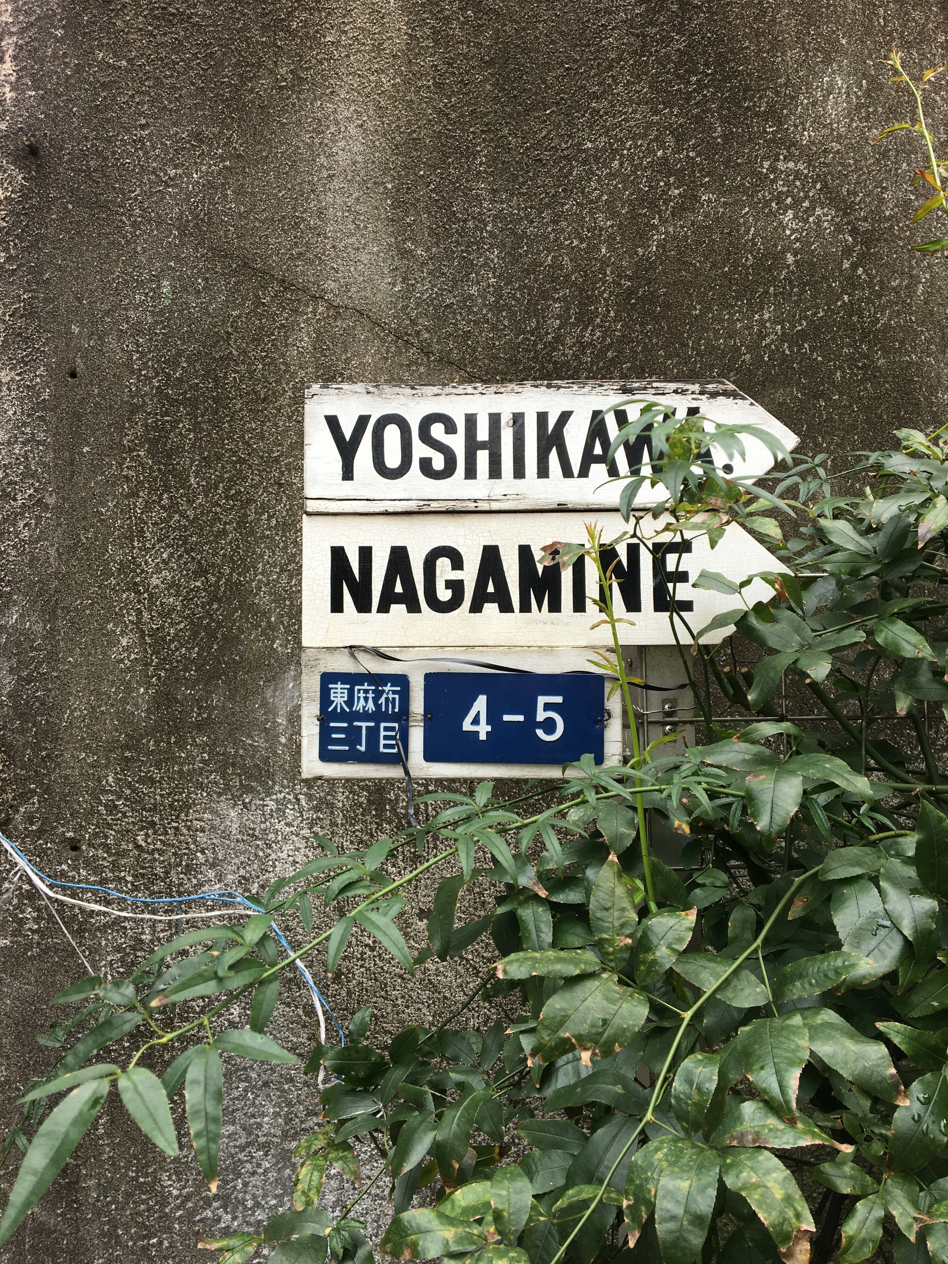 Weathered street sign in ivy-clad urban wall