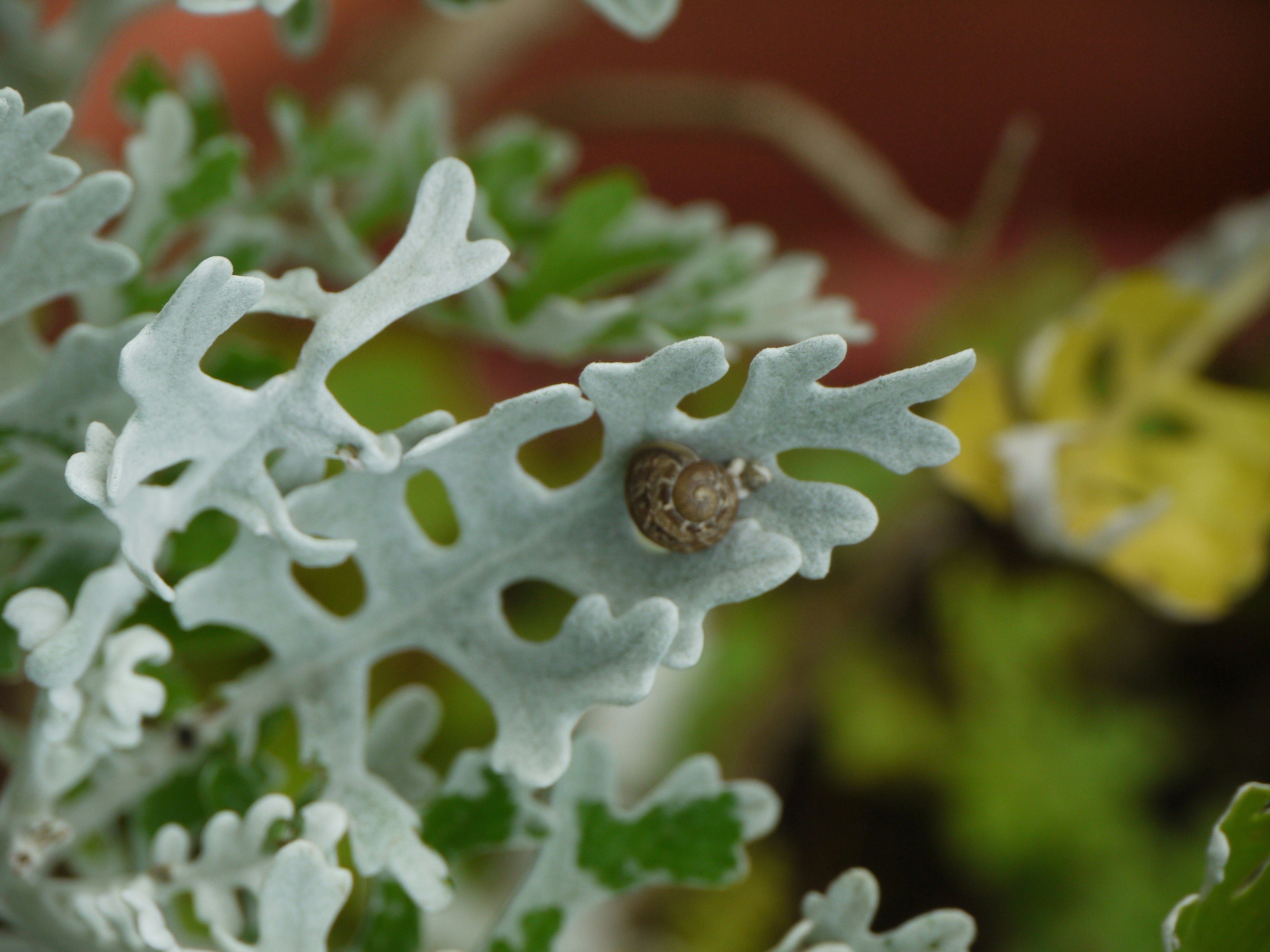 Hidden Orb of the Sagebrush: A Tiny Snail Among Silvery Foliage