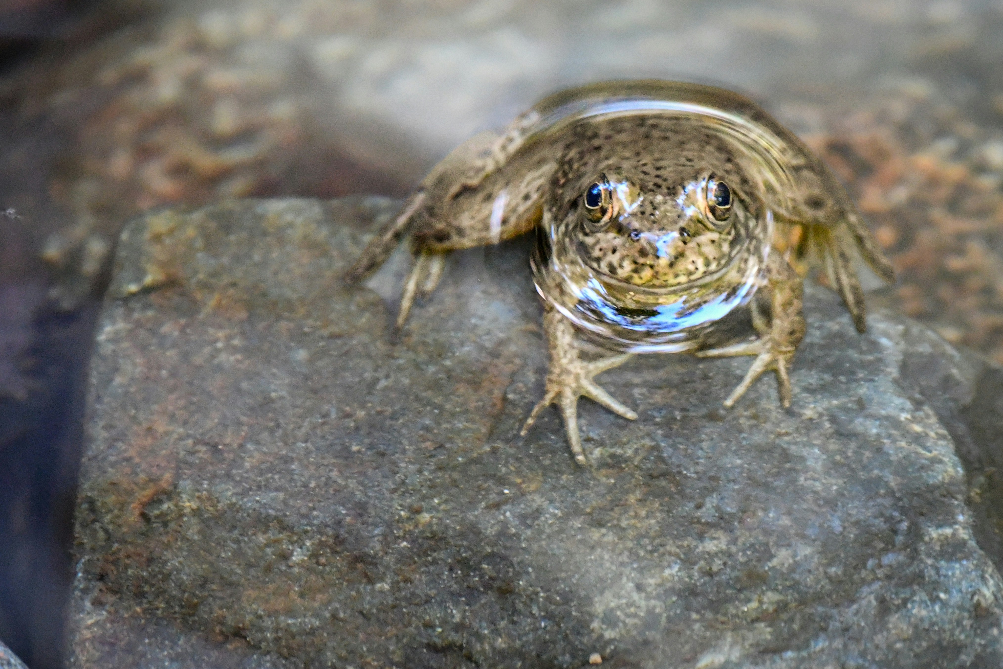 Mudstone Peek: A Small Frog Stares Down the Lens