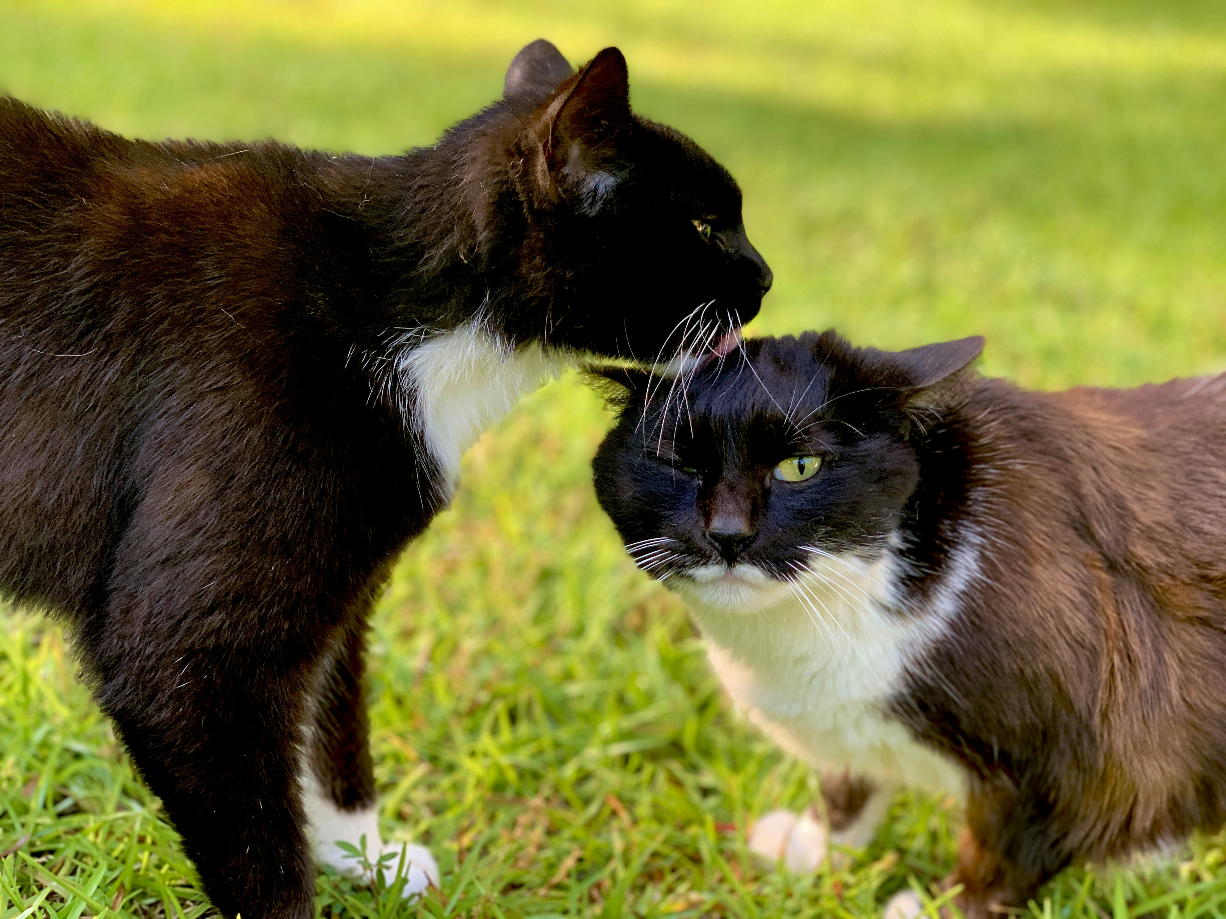Two adult cats face off in a sunlit grassy yard; black-and-white coats contrast with a vibrant green background. This candid moment captures a gentle standoff between the felines, highlighting fur texture and natural light.
