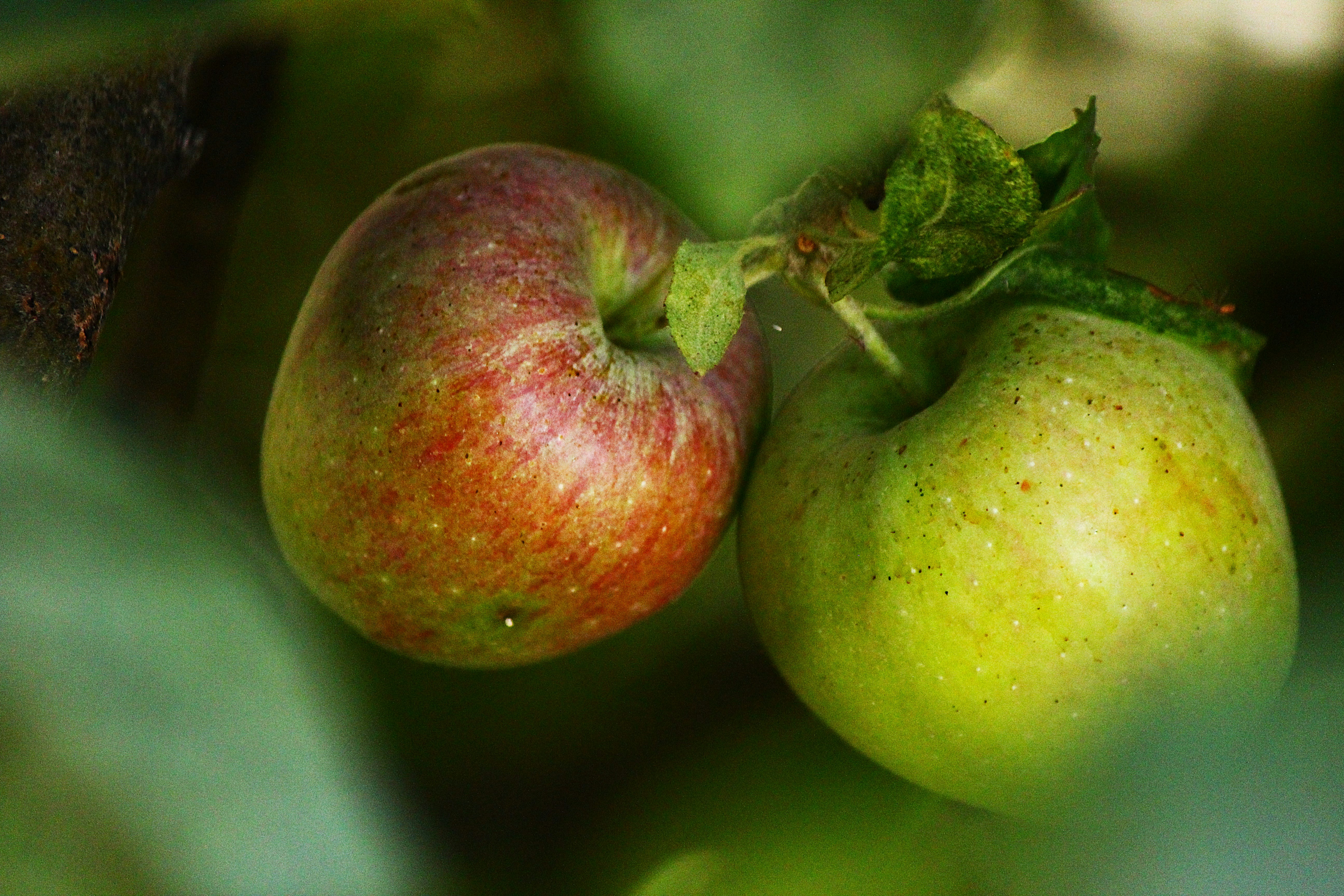 Two apples hang from a branch with soft green foliage backdrop, one ripening red-green and the other greener, captured with shallow depth of field to emphasize texture and color.