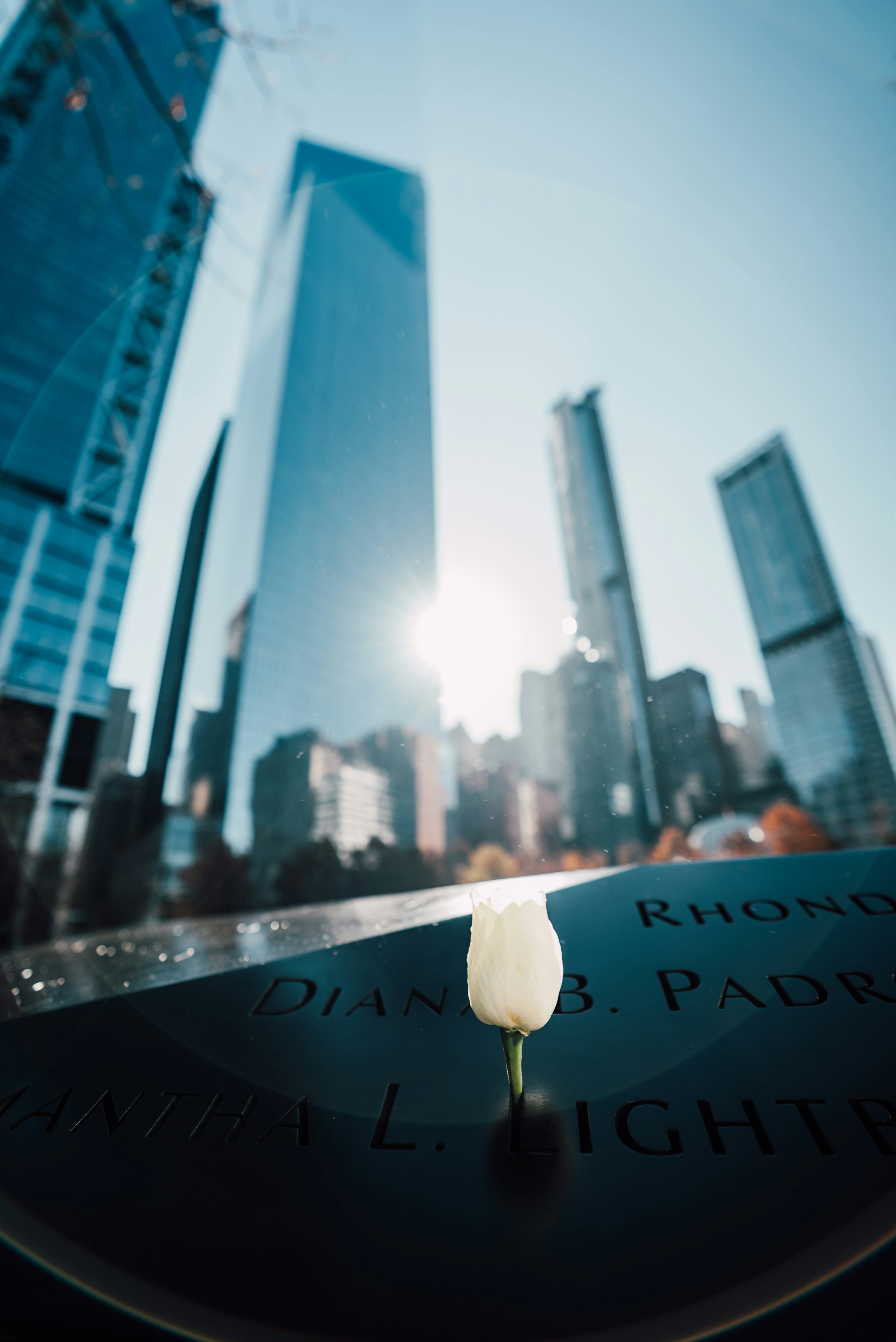 Bloom Under Glass: A White Tulip Anchored by City Lights