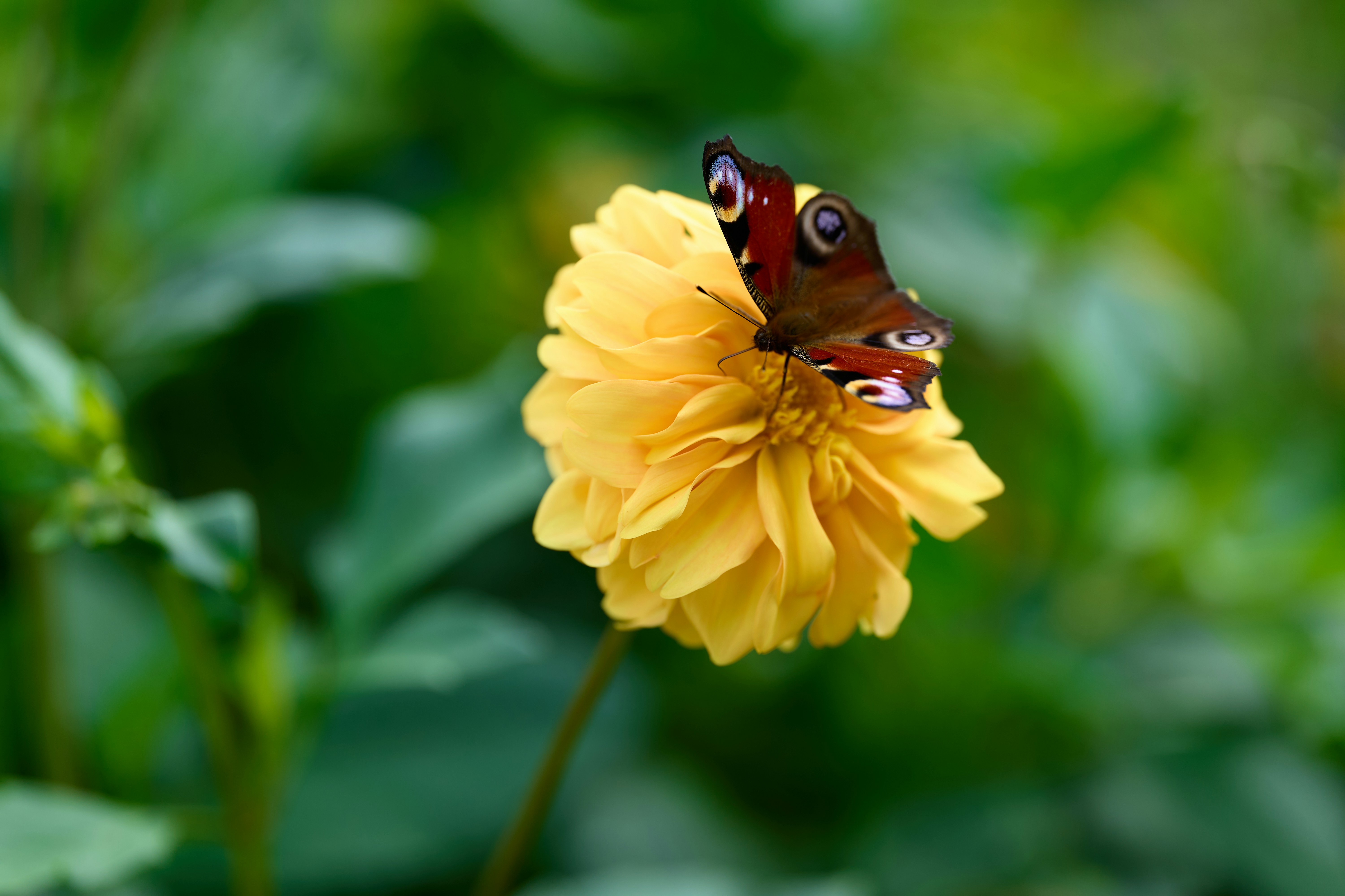 Butterfly on a Golden Blossom: A Moment in Soft Focus