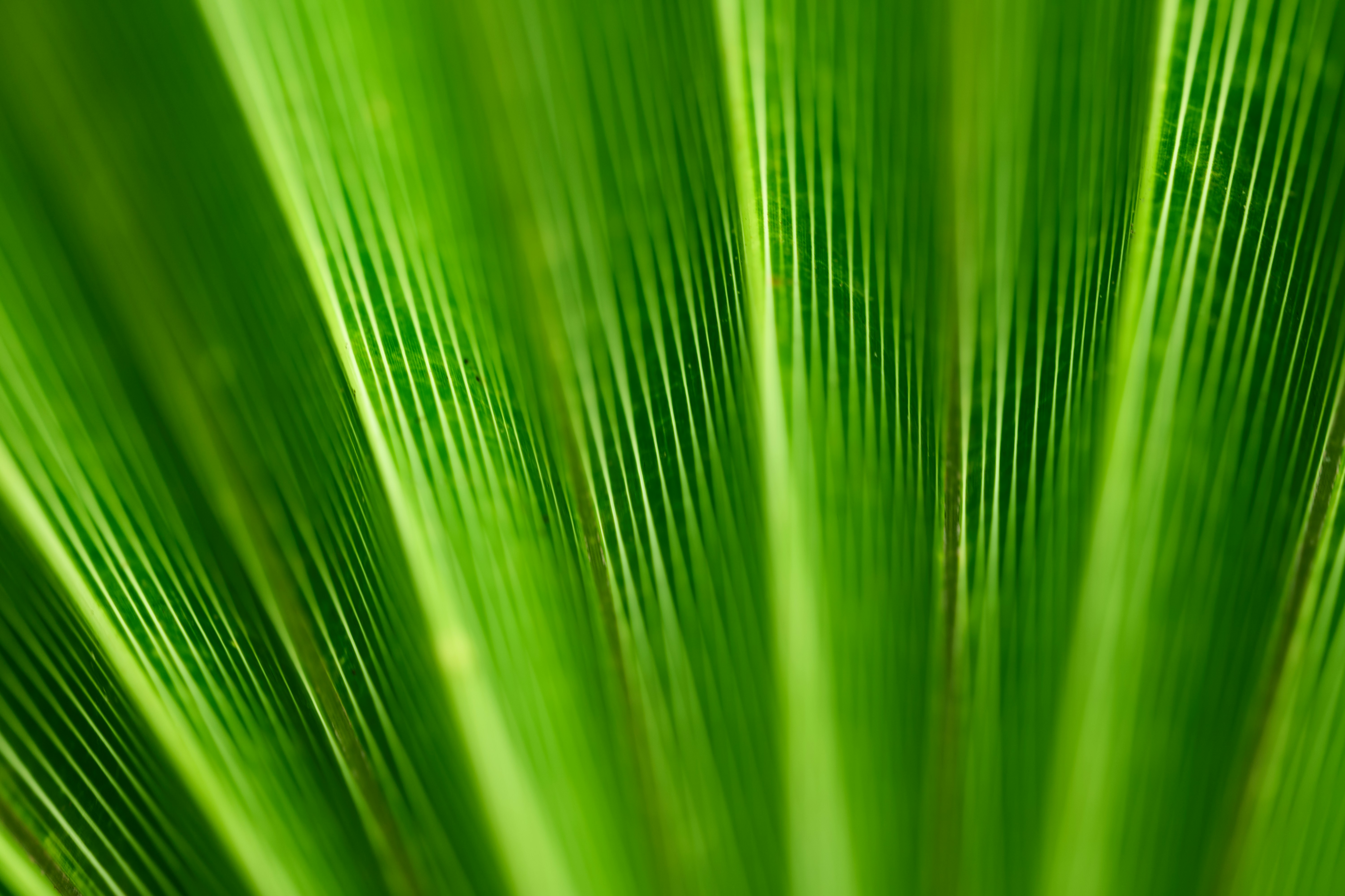 Emerald Veil: A Close-Up of Radiant Green Palm Fibers