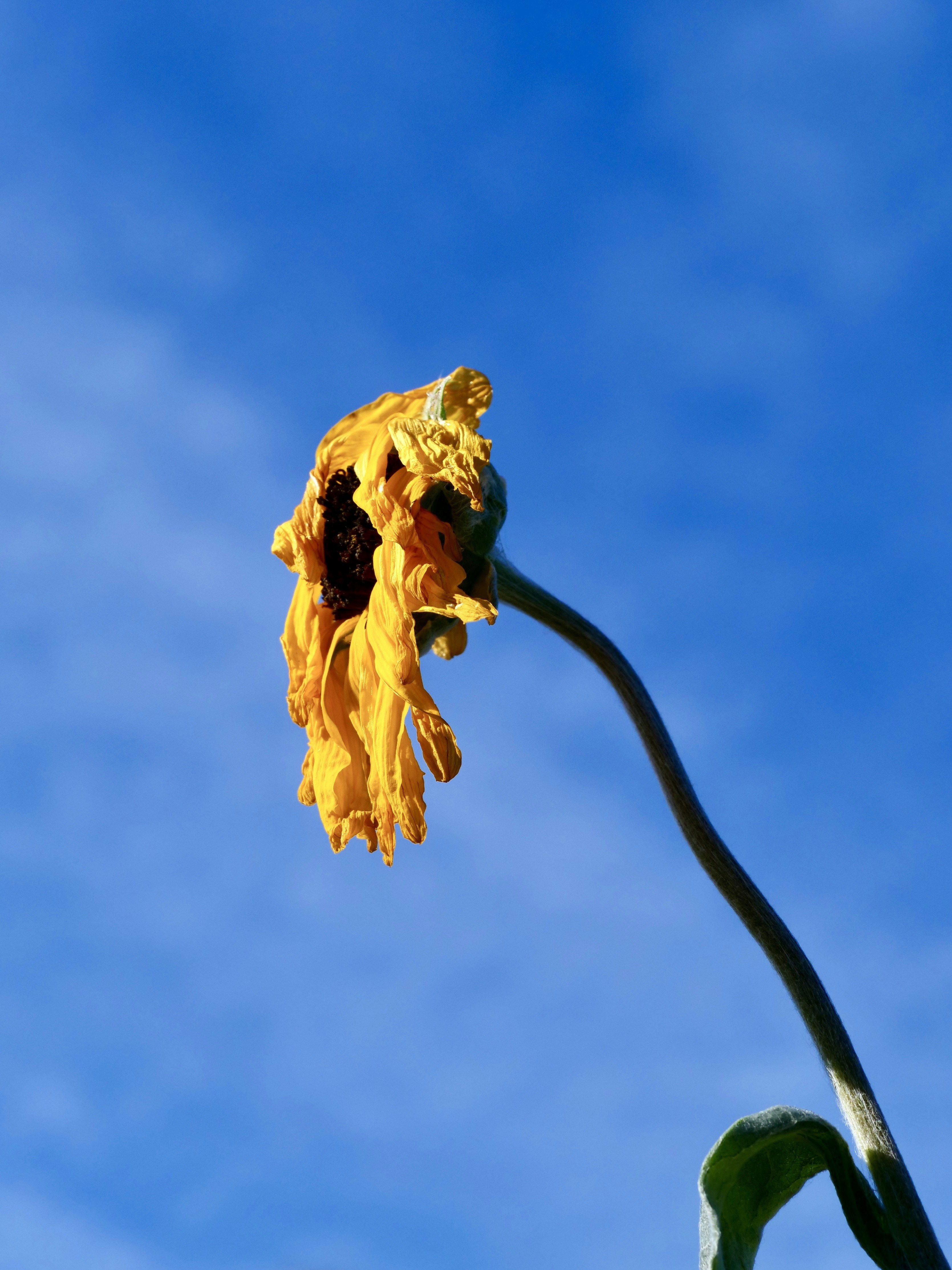 Withered Sunflower Clings to the Sky