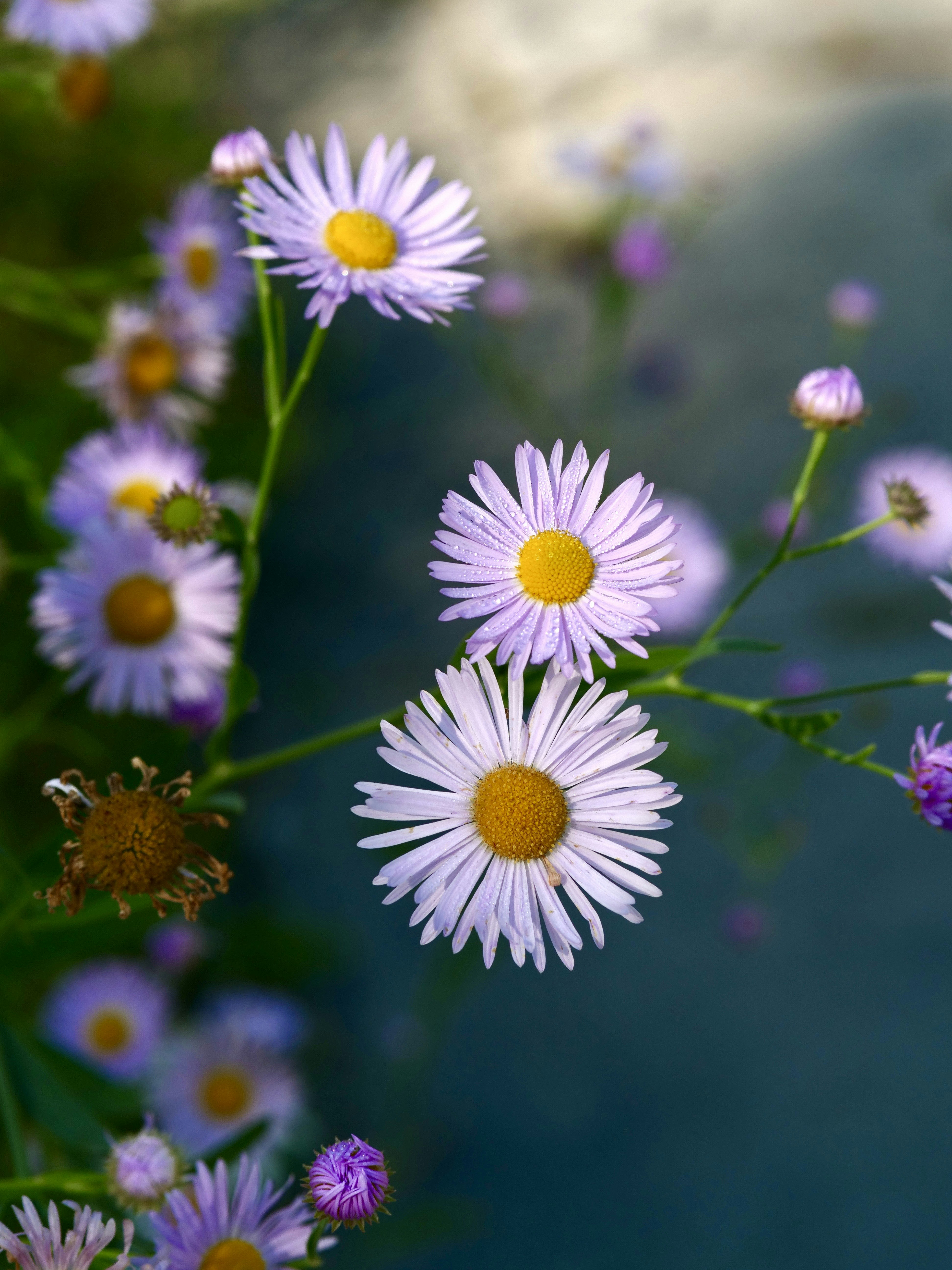 Lavender daisies in sunlight: a cluster of yellow-centered blooms