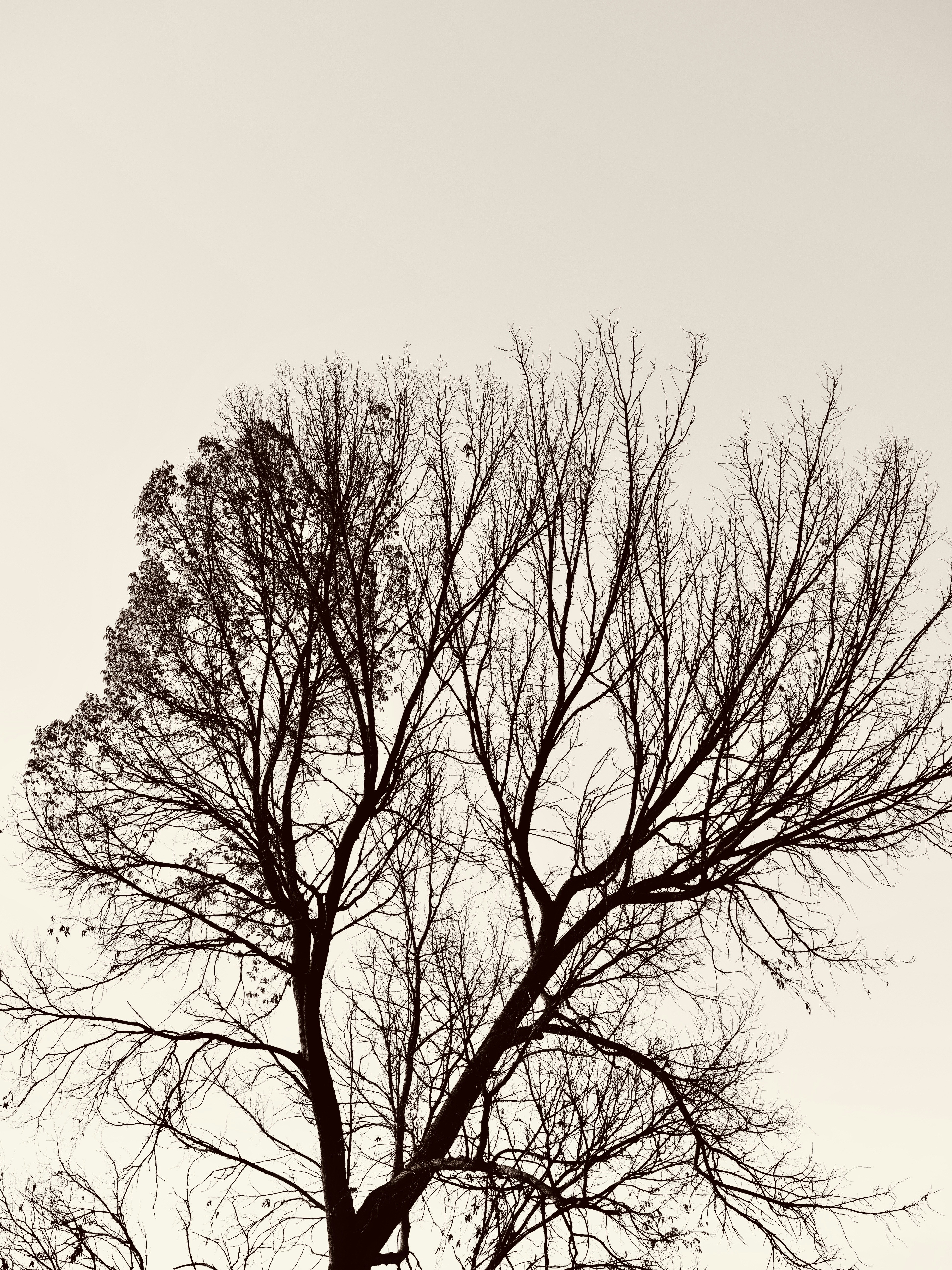 Bare Crown: The Silent Architecture of Winter Trees