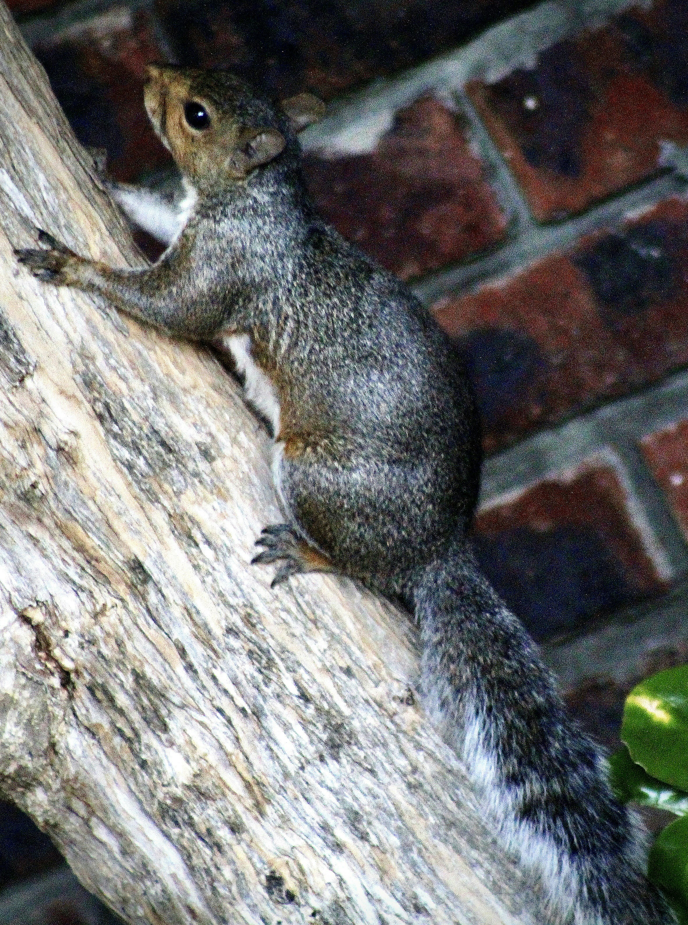 A grayish squirrel grips a rough branch against a brick background, its tail extended downward; the scene emphasizes texture and natural motion in low light. Logo-like watermark not present.