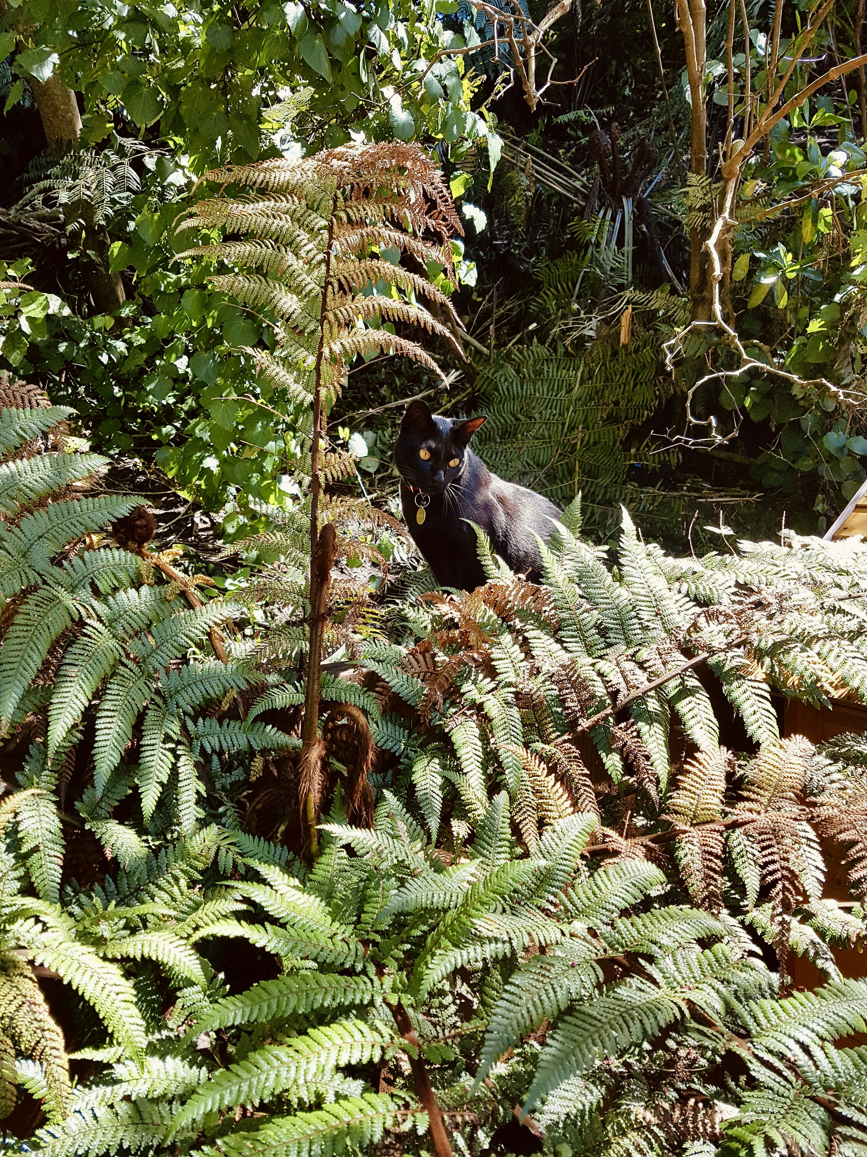 Mid-Forest Portrait: Black Cat Amid Ferns