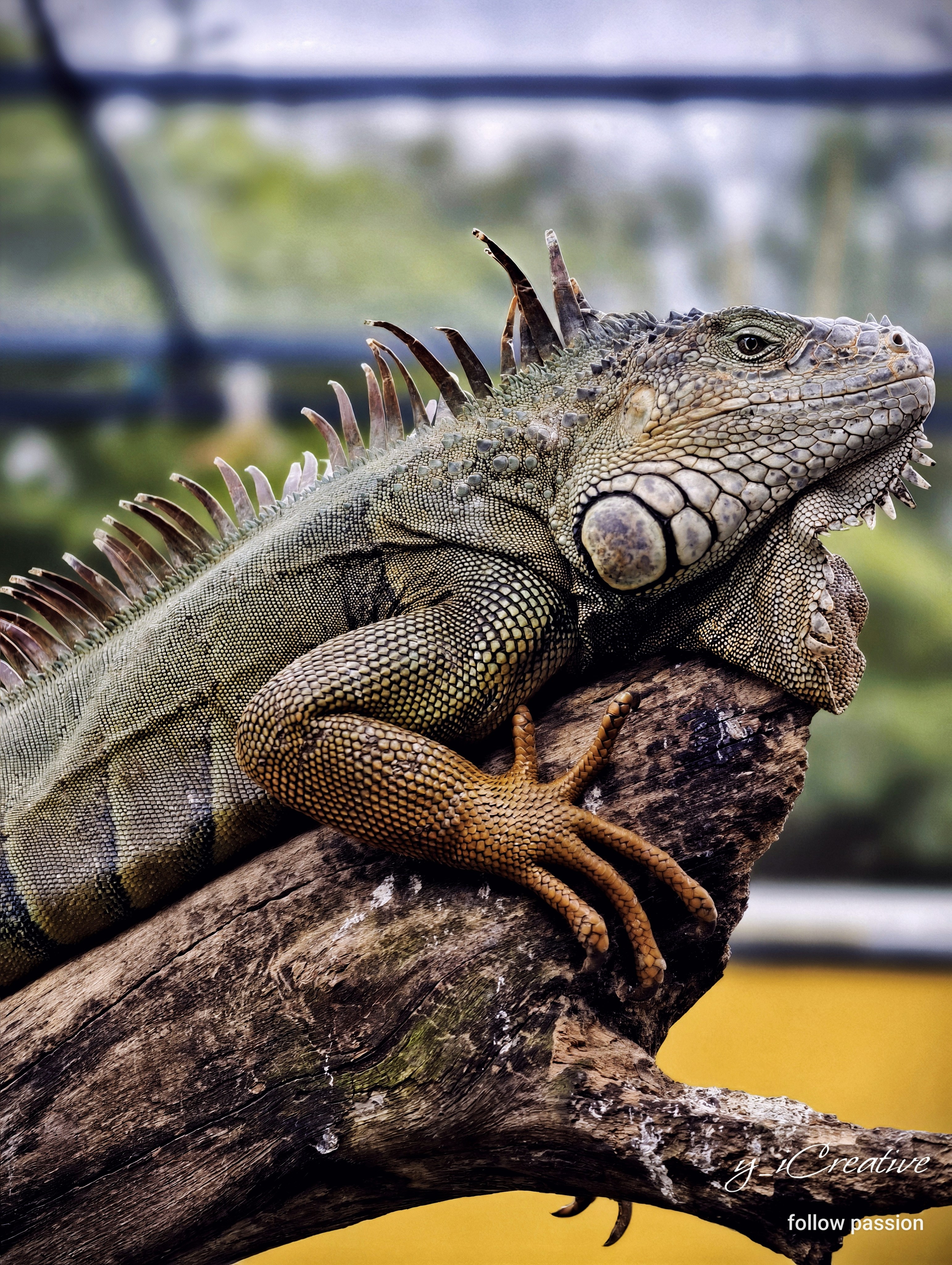 Close-up of a green iguana resting on a textured branch, showcasing detailed scales and spines with a blurred background. The image appears as a high-contrast photography capture.
