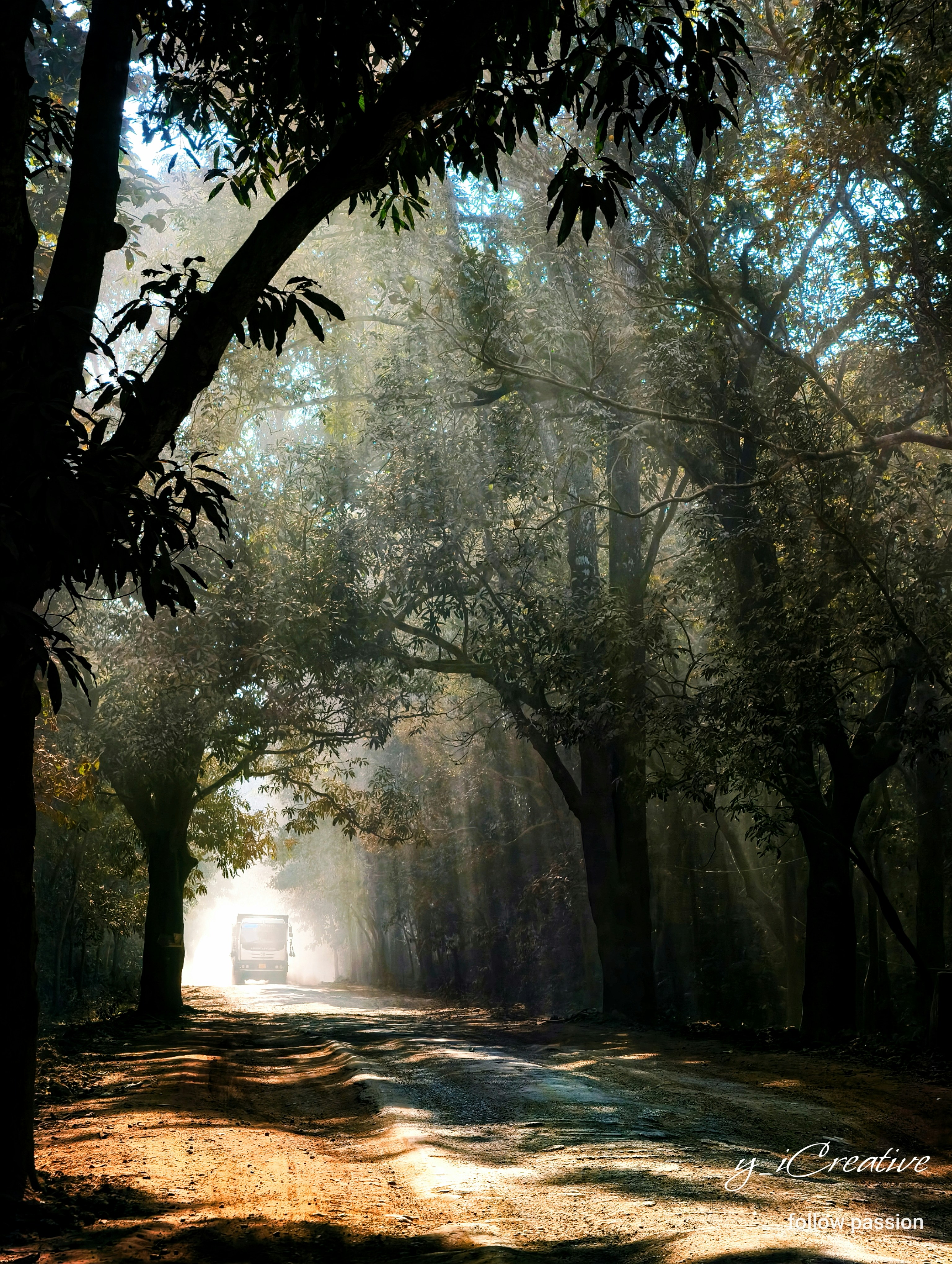 Sunlit Avenue: A Quiet Dawn Through the Forest Road