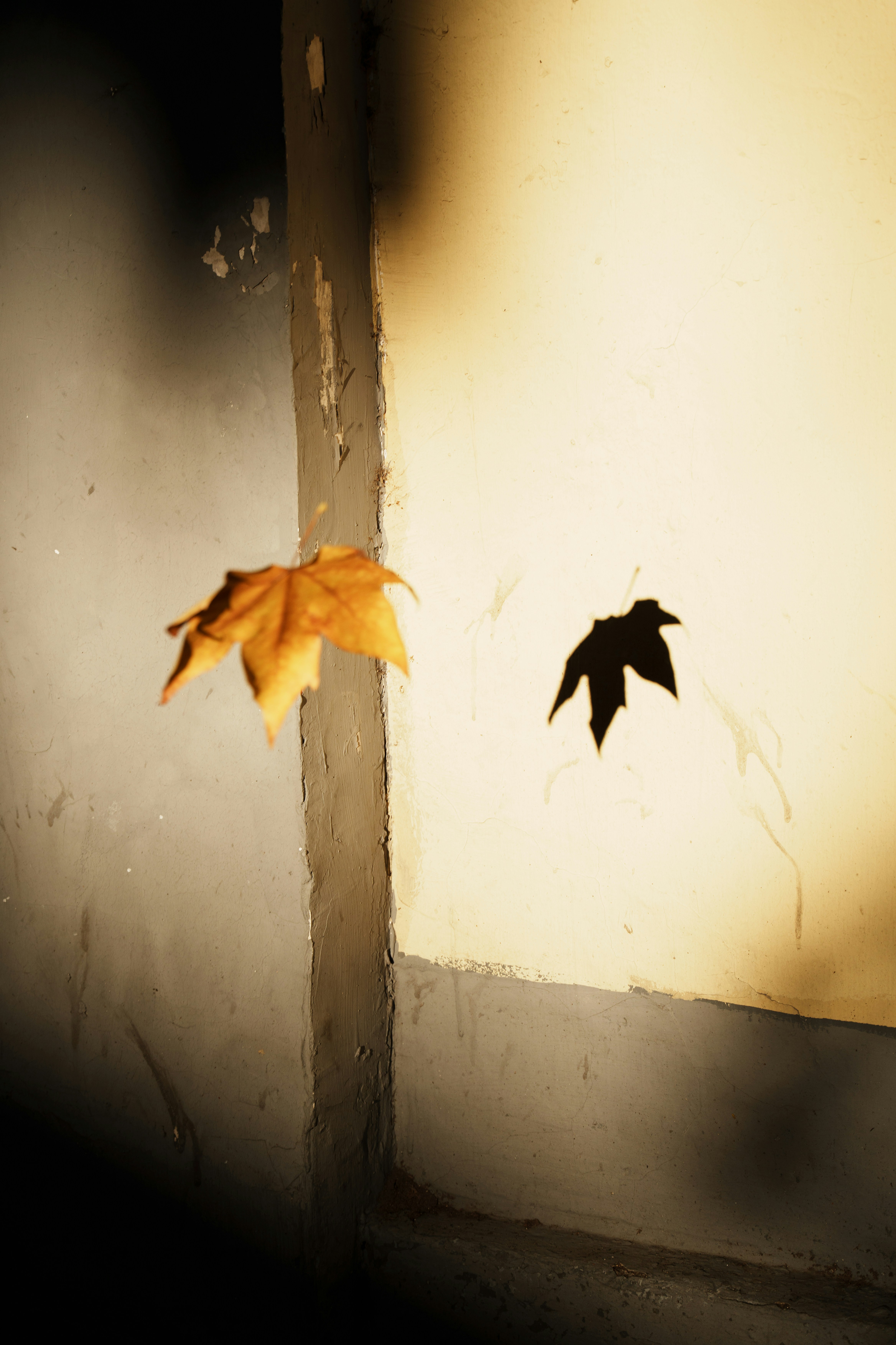 Autumn Leaf Cast in Shadow on a Quiet Wall
