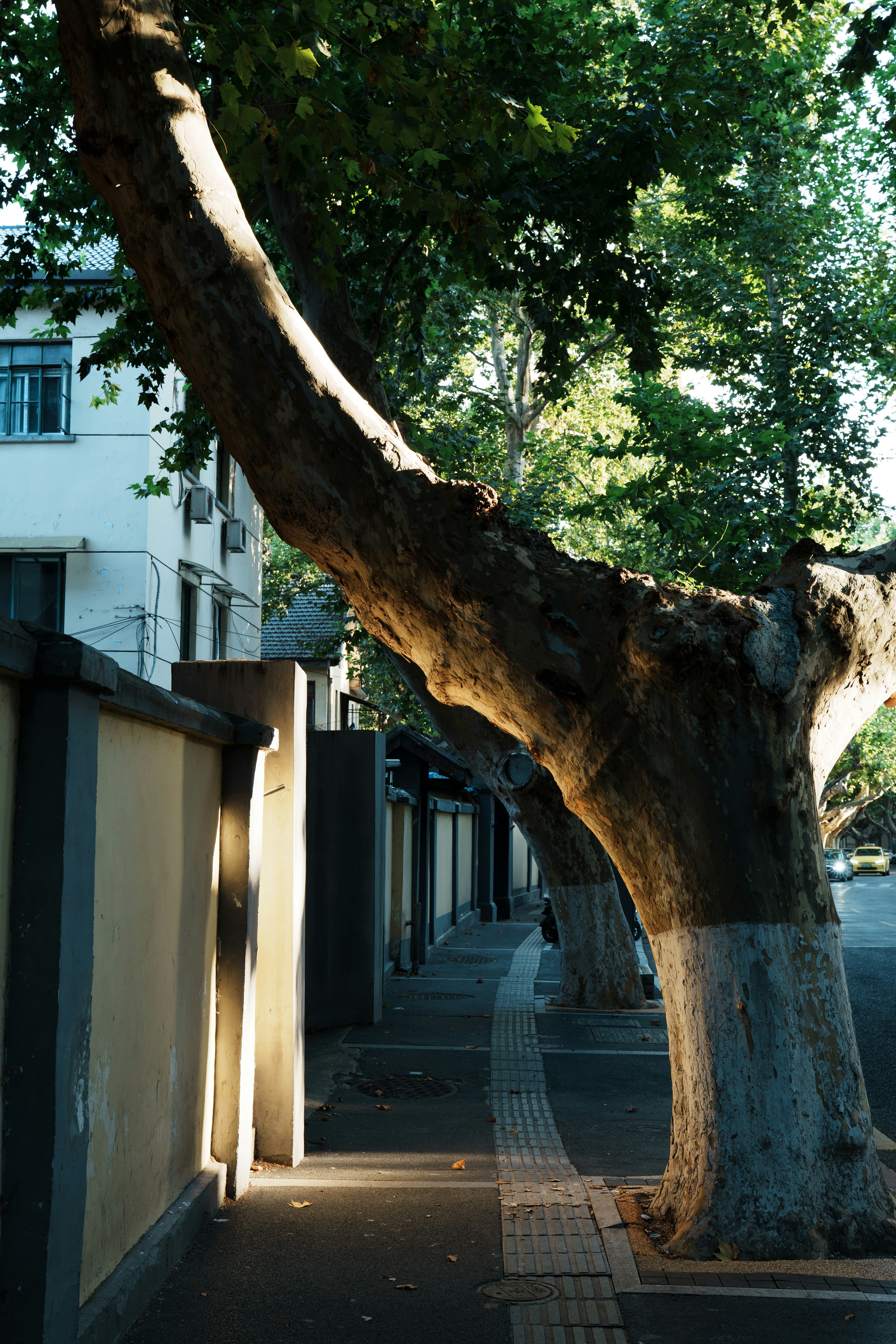 Sunlit Street Sentinel: A Tree Trunk Reaches Across the Sidewalk