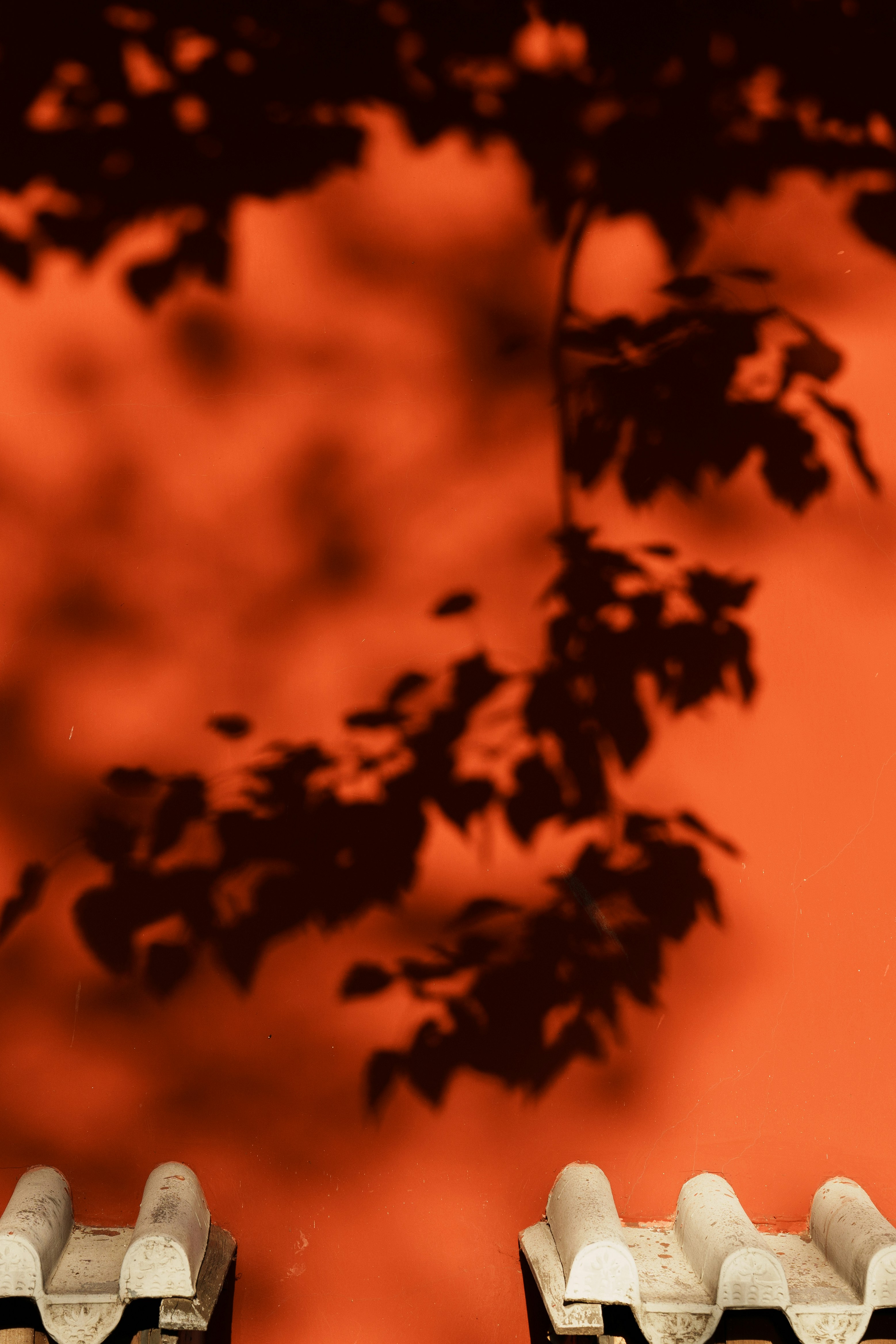 Orange Nightfall: Shadowed Foliage Over a Concrete Parapet