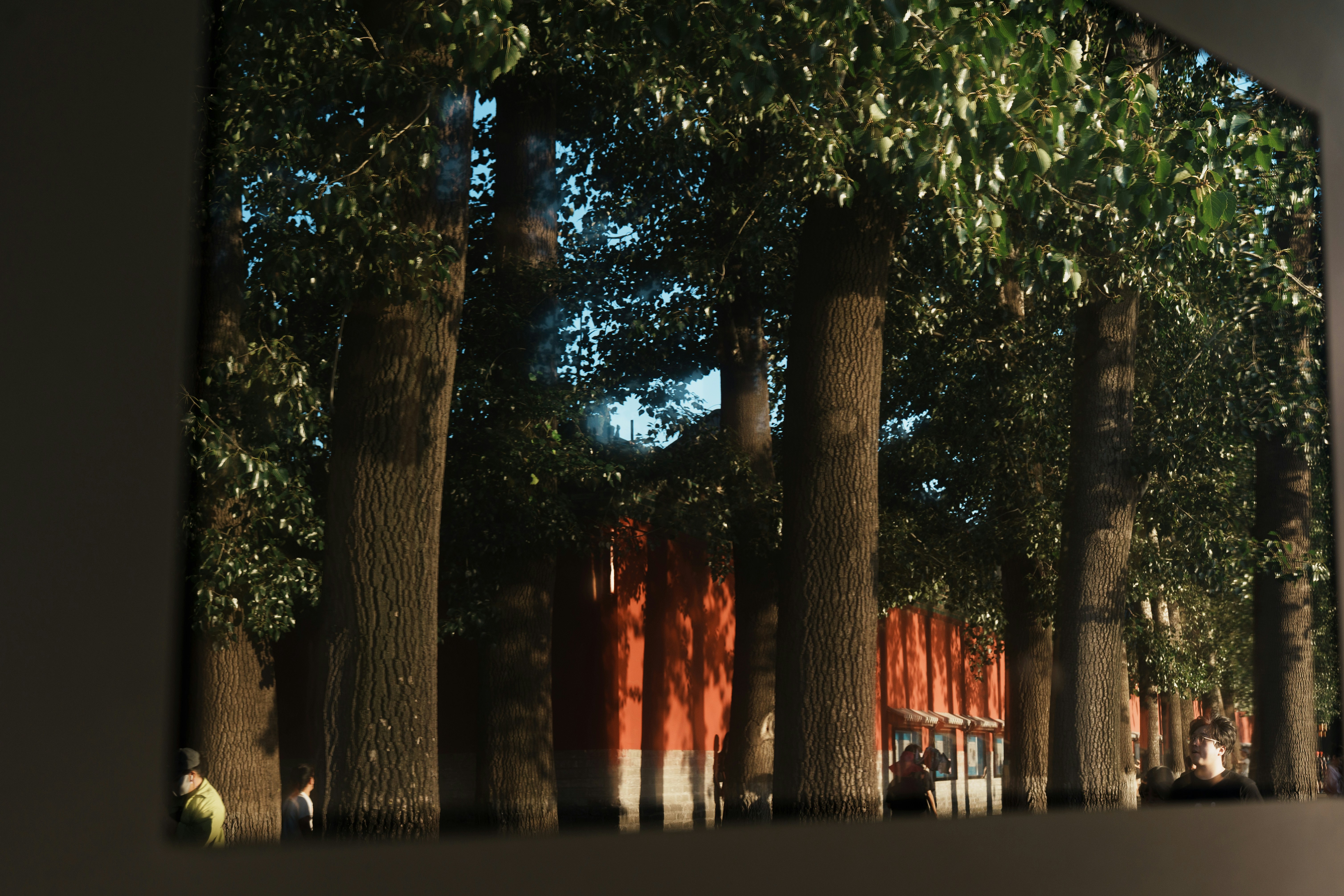 Dappled Walkway: Trees Framing a Red-Accent Structure