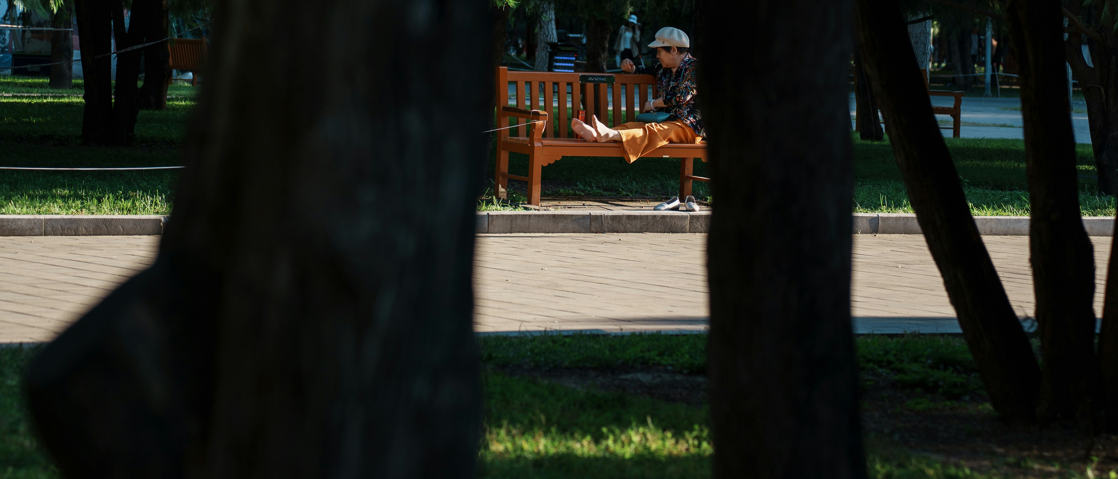 Quiet Bench Repose: a lone reader in the park framed by trees