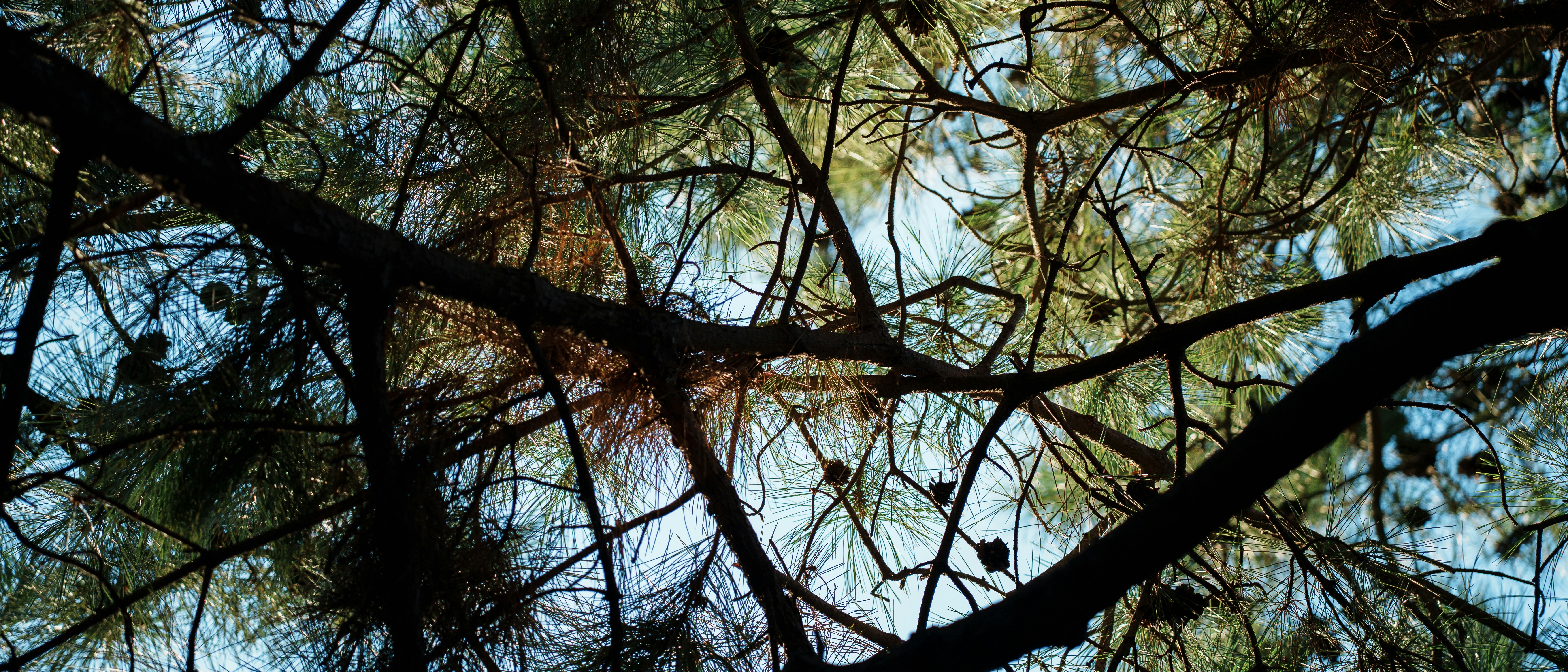 Branches Reaching Through a Skyward Canopy