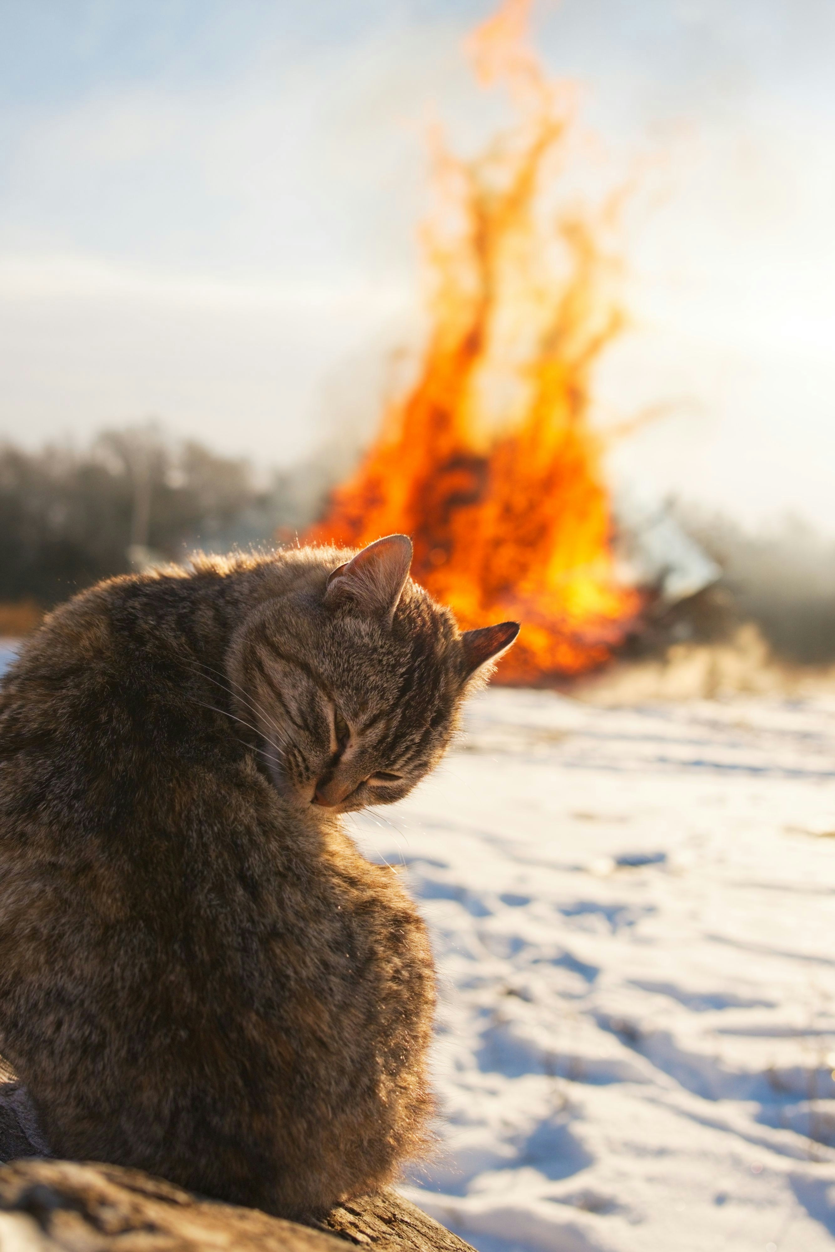 Cat in the Frost, Eyes Closed, Watching a Winter Fire
