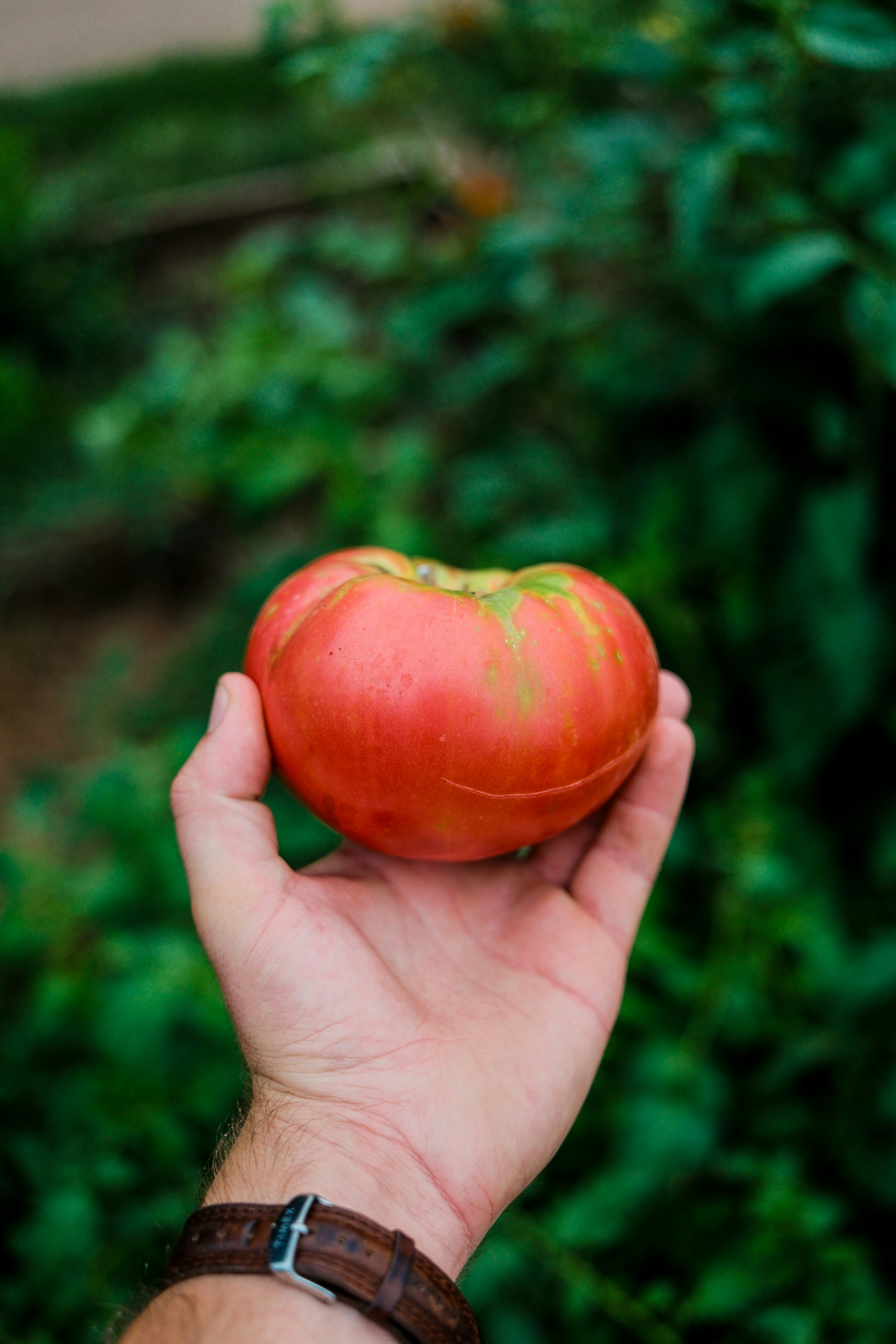 Hands-On Harvest: A Tomato Gripped by a Farmer’s Grip