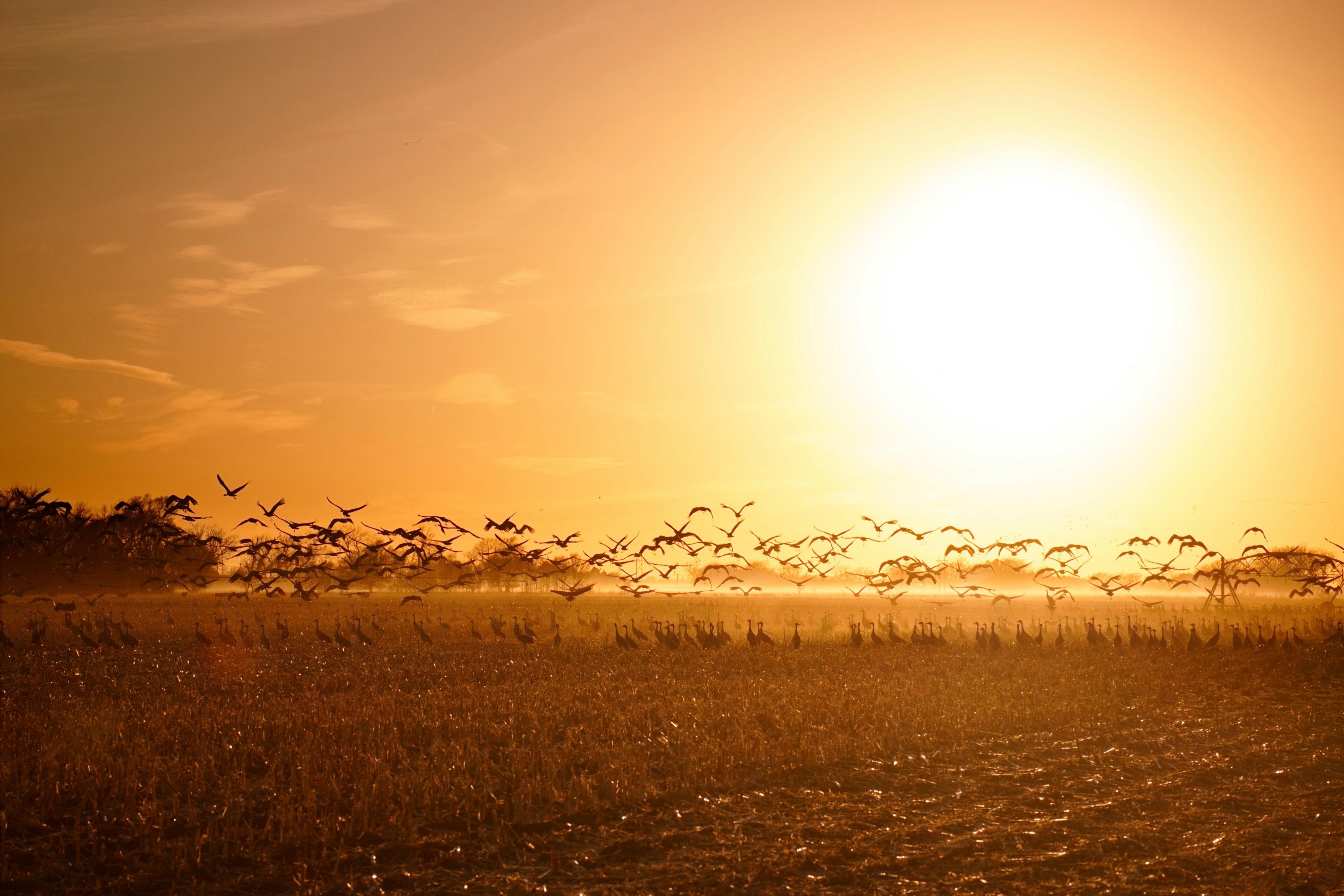 Golden Horizon: A flock Awakens at Dusk