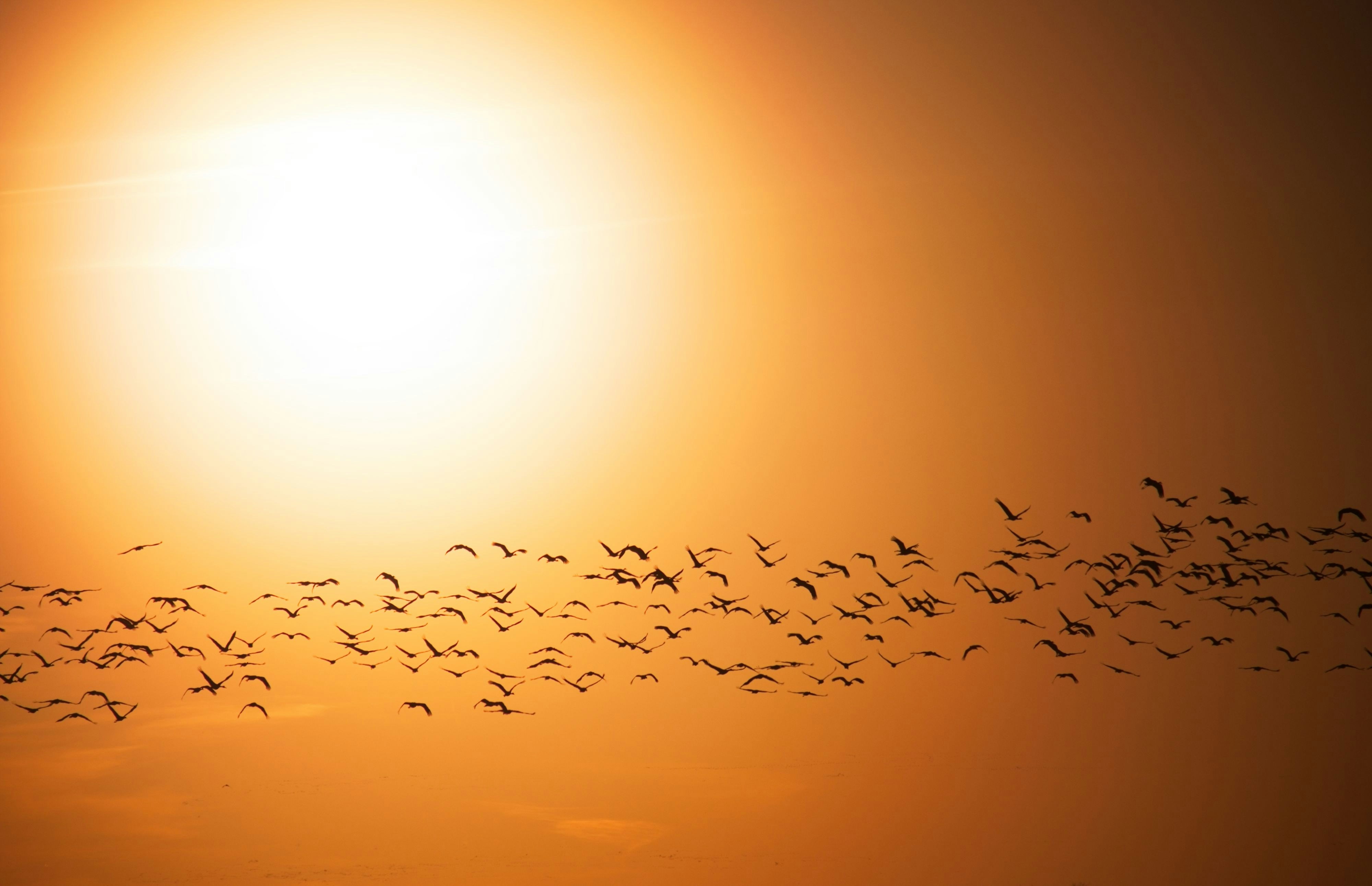 Flight of Dusk: A V-formation Across a Blazing Horizon