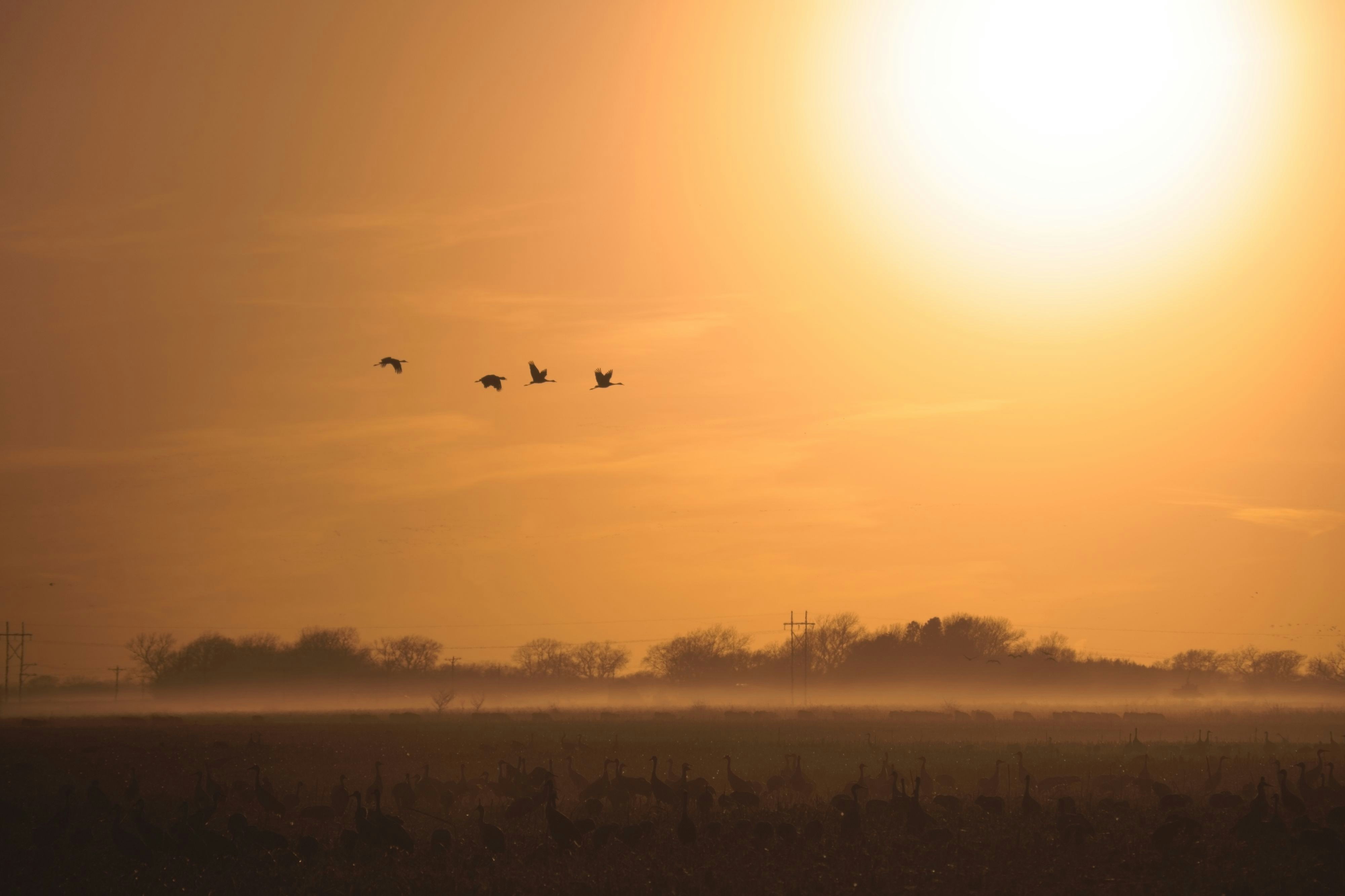 Dawn Flight over Mist-Shrouded Field