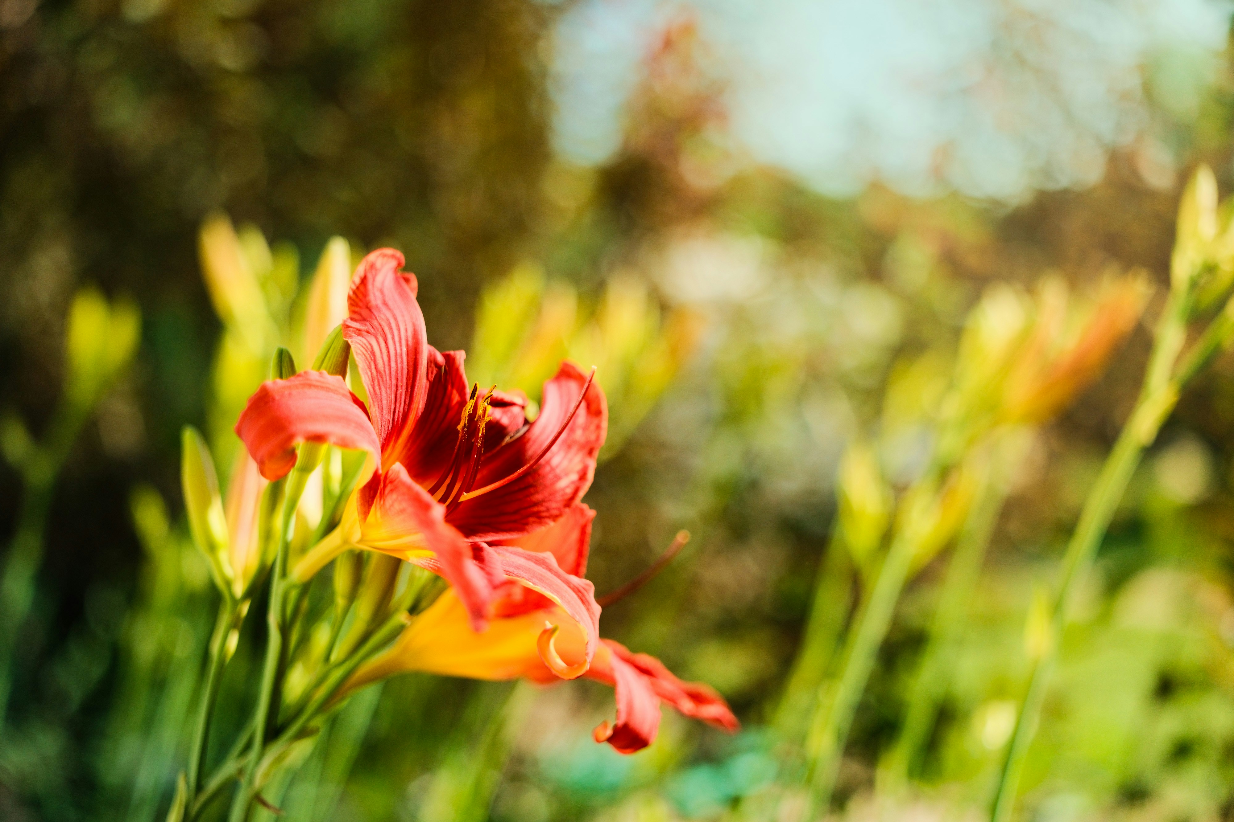 A vibrant orange daylily in a sunlit garden with a soft blurred background