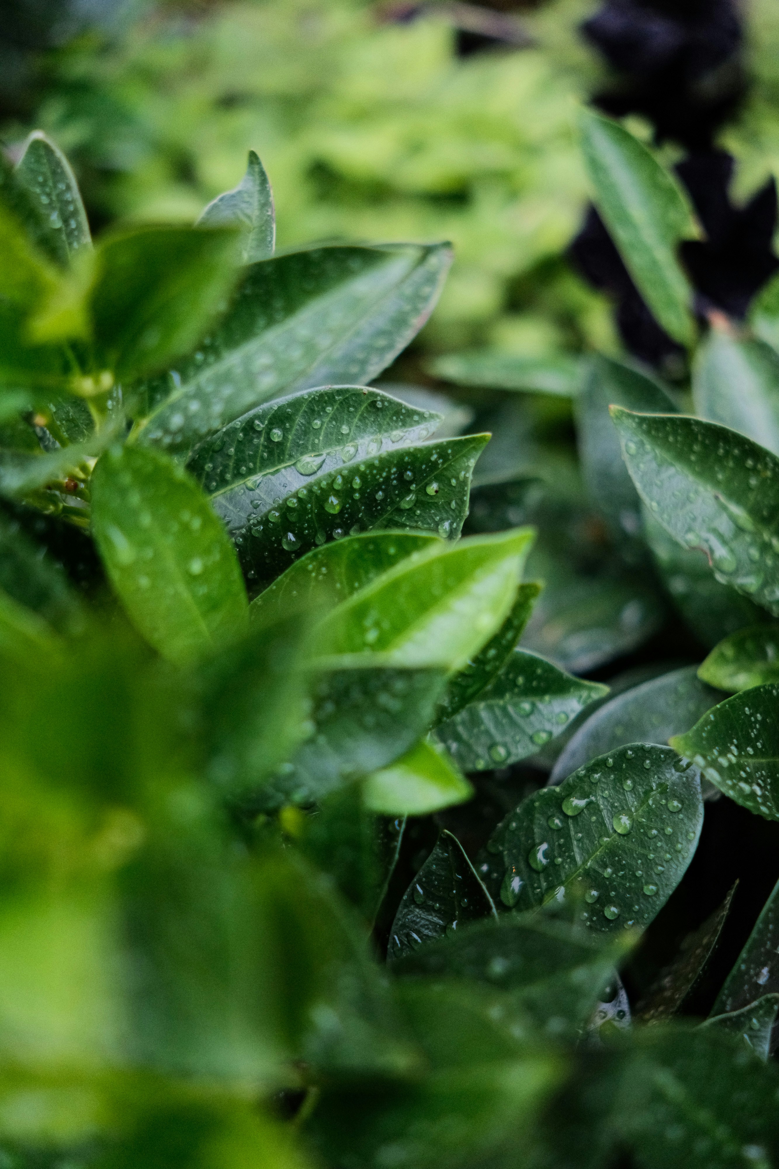Emerald Mosaic: Close-Up of Dew-Kissed Leaves