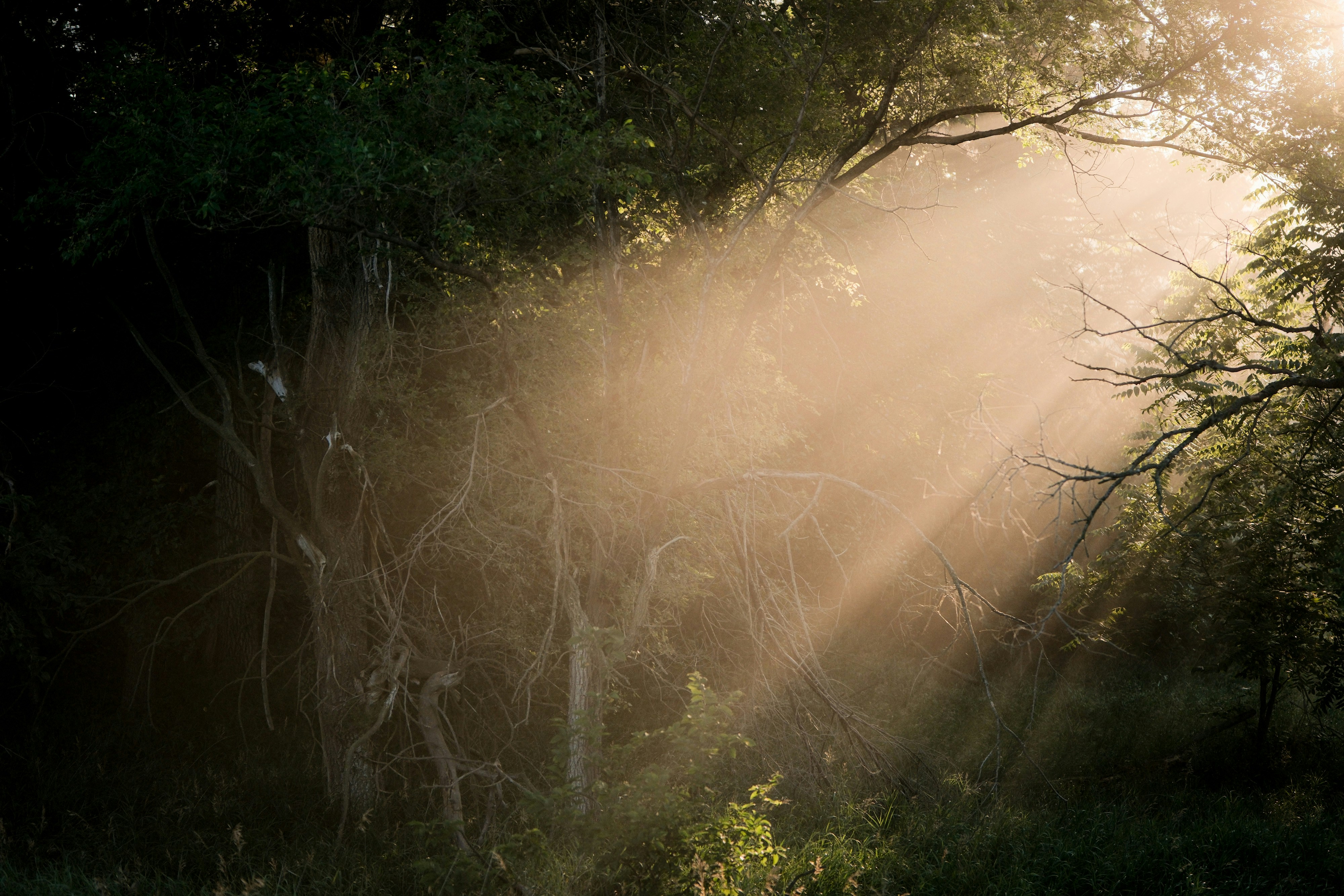 Golden Beam Through a Quiet Forest